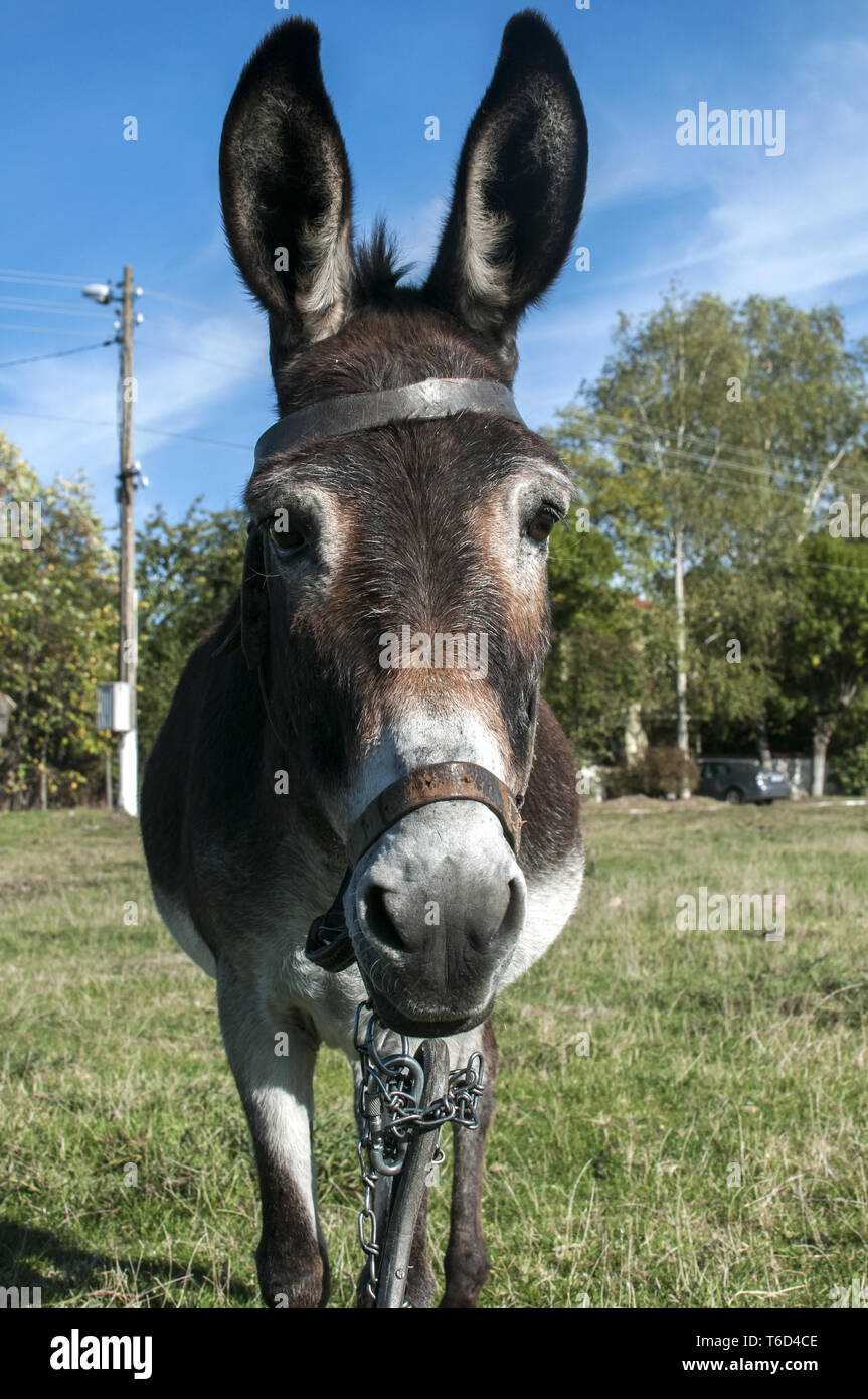 Female donkey hi-res stock photography and images - Alamy
