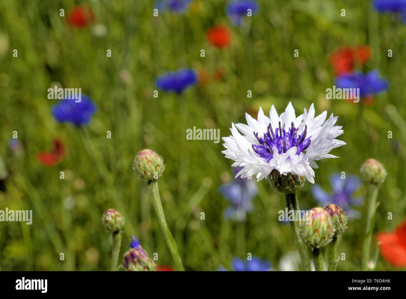 Meadow of flowers hi-res stock photography and images - Alamy