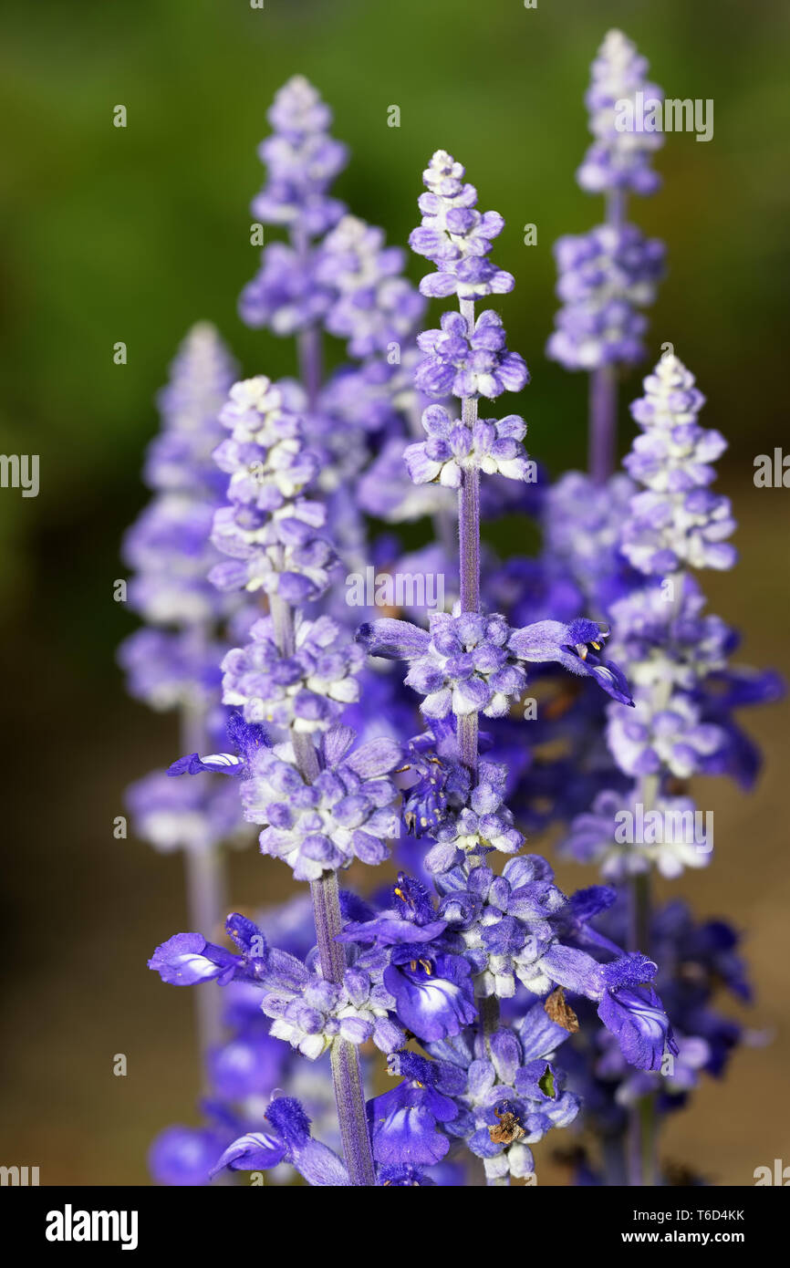 Sage bud hi-res stock photography and images - Alamy