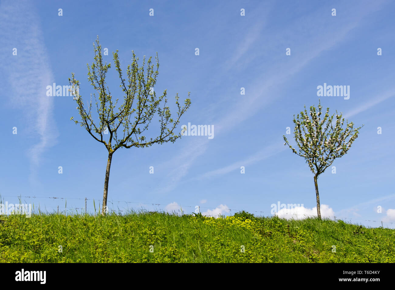 Two young fruit trees Stock Photo - Alamy