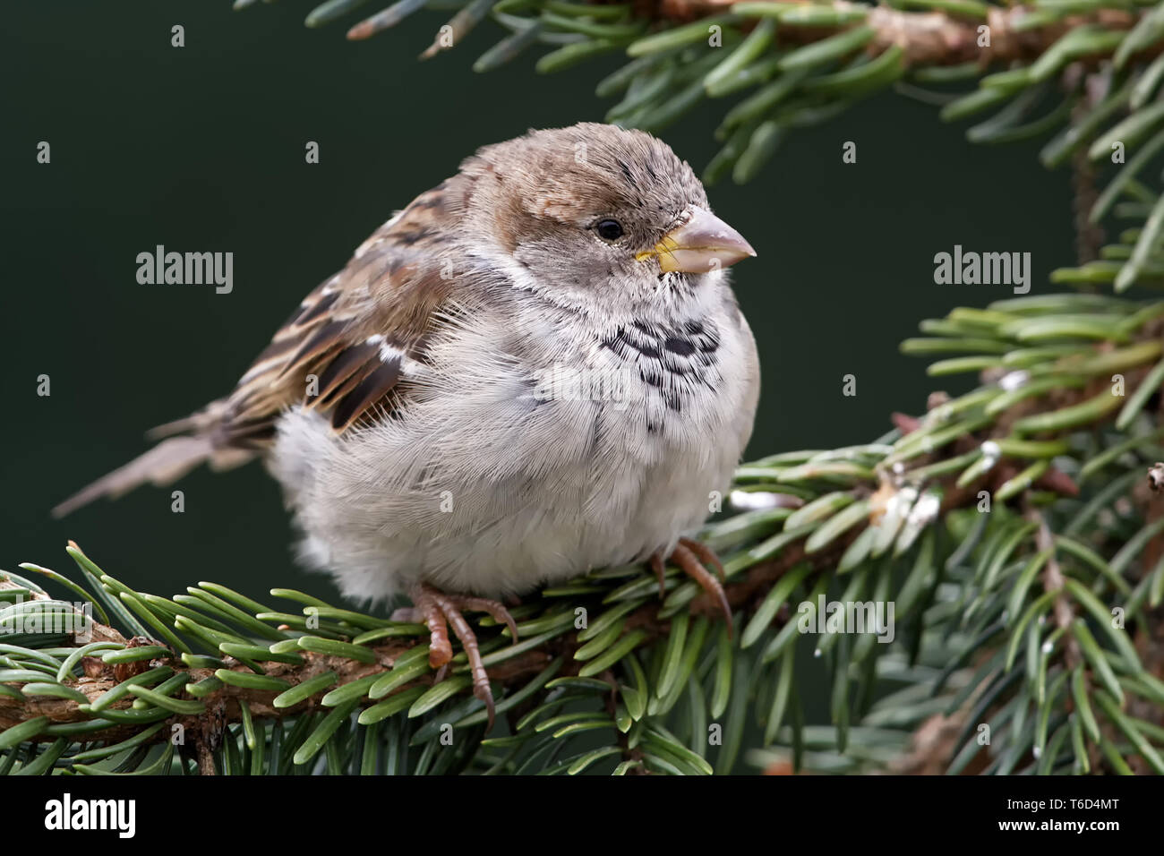Young female sparrow hi-res stock photography and images - Alamy