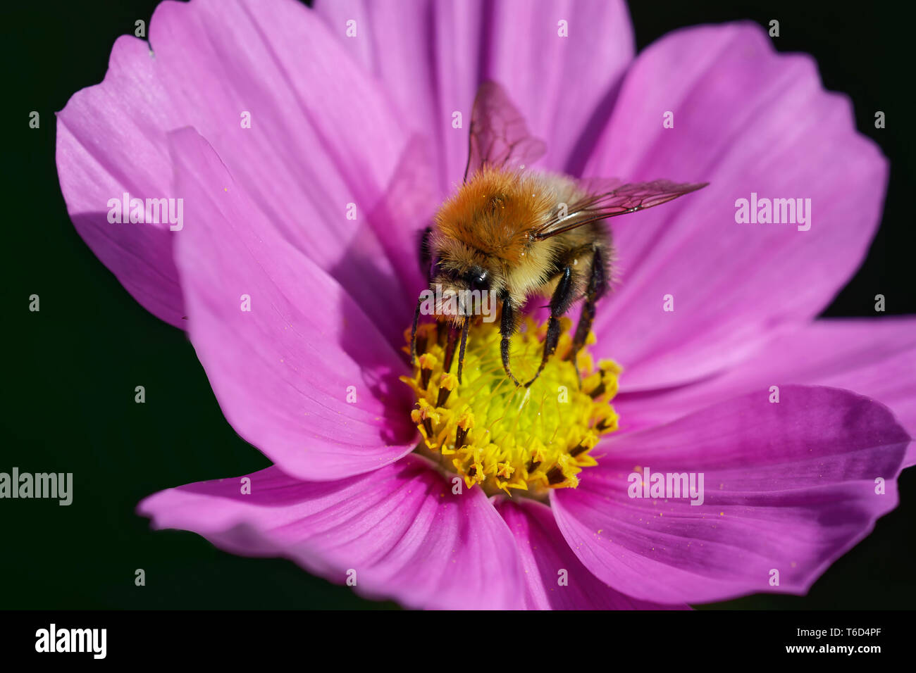 common carder bee Stock Photo - Alamy