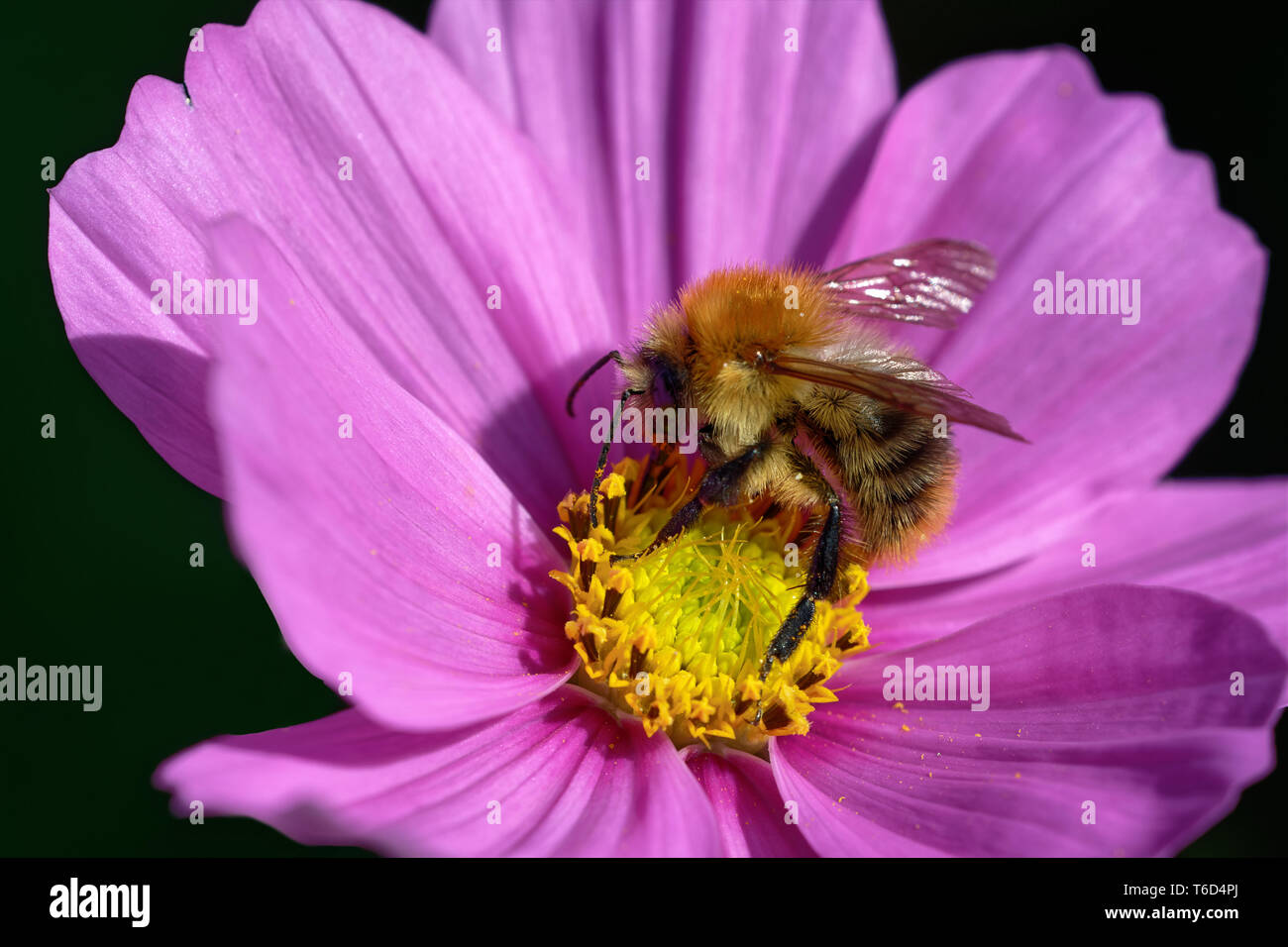 common carder bee Stock Photo - Alamy