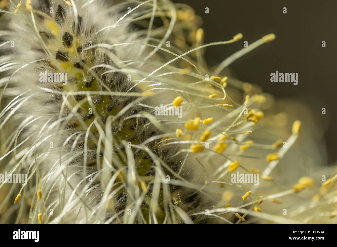 Willow - Salix caprea - buds blossoming in spring, Finland Stock Photo ...