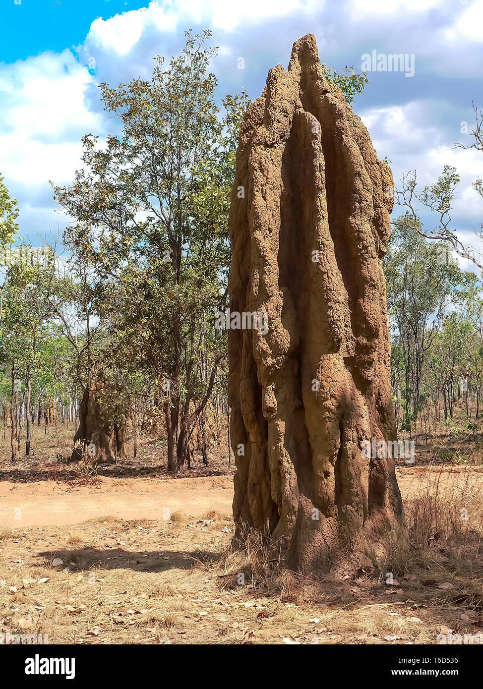 Termites Nest