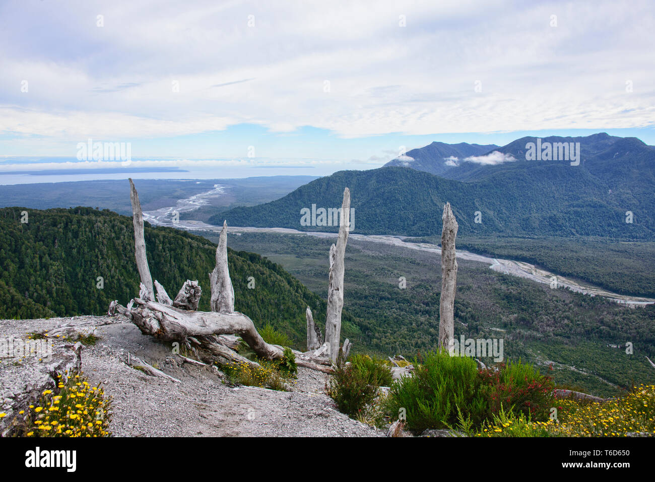 Trees destroyed by the Chaitén volcano eruption, Pumalin National Park ...