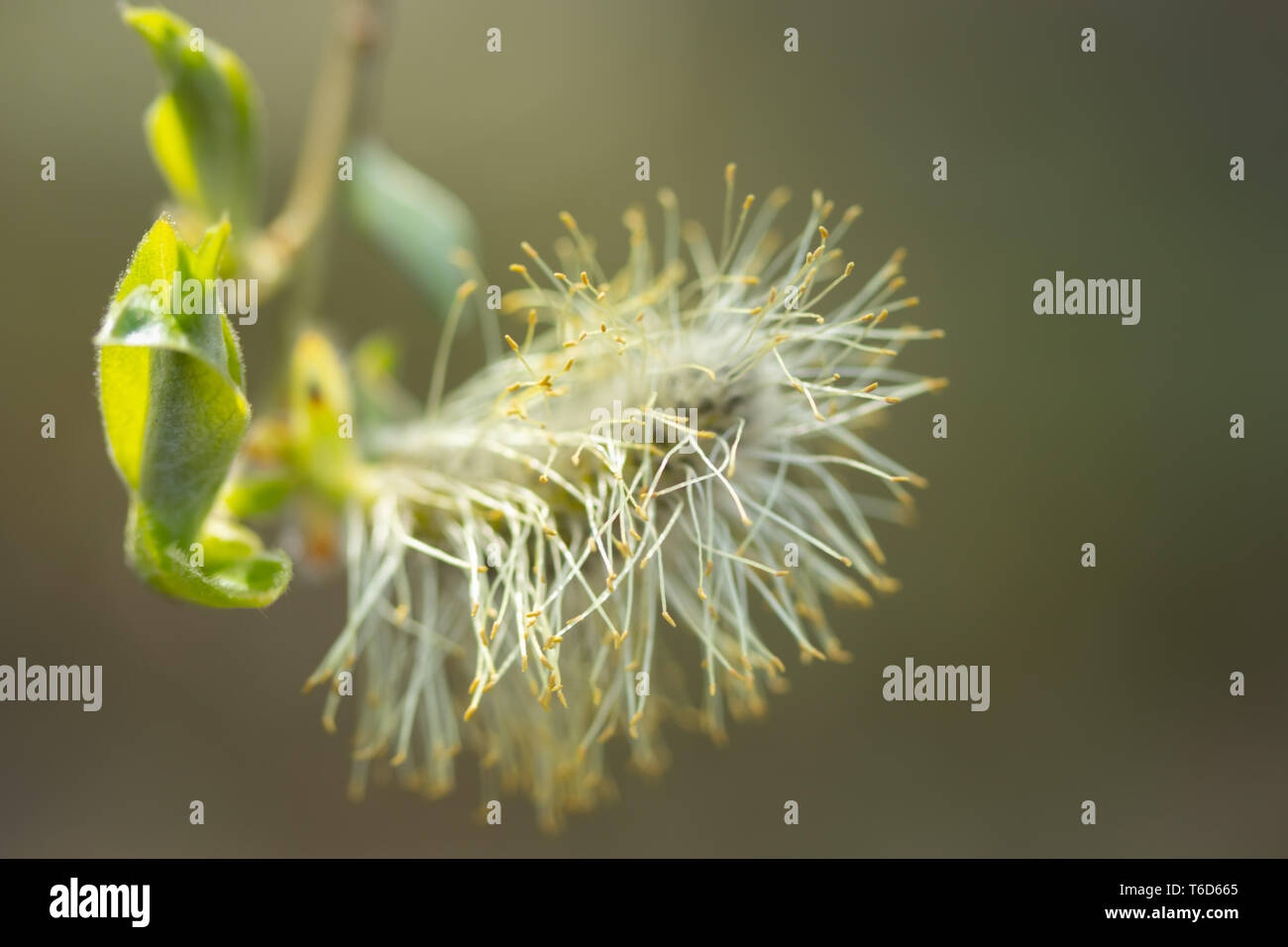 Willow - Salix caprea - buds blossoming in spring, Finland Stock Photo ...