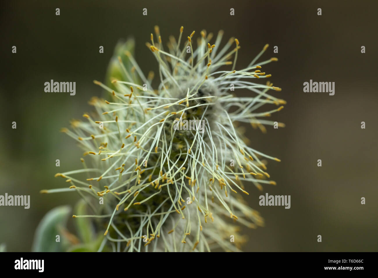 Willow - Salix caprea - buds blossoming in spring, Finland Stock Photo ...
