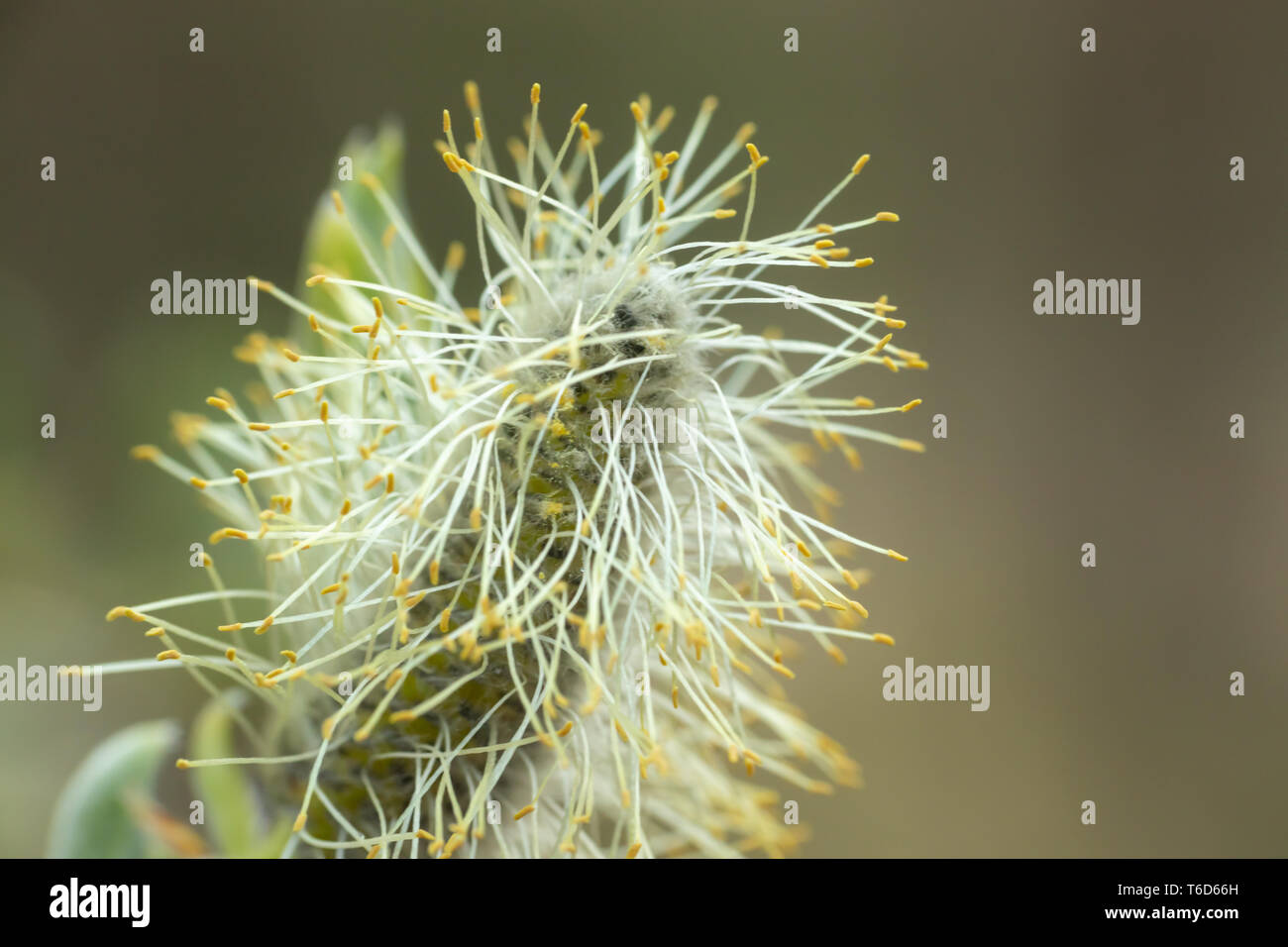 Willow - Salix caprea - buds blossoming in spring, Finland Stock Photo ...