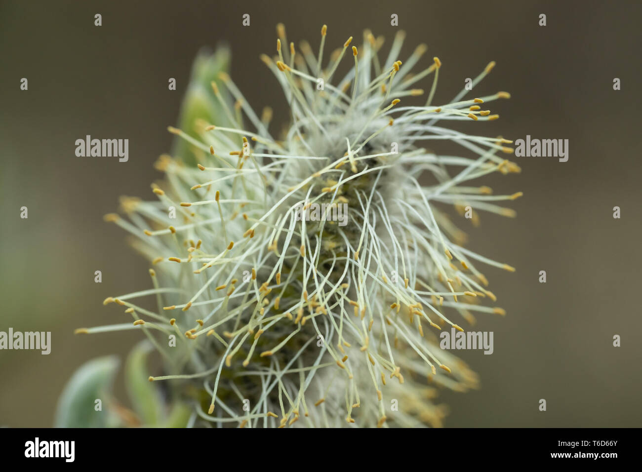 Willow - Salix caprea - buds blossoming in spring, Finland Stock Photo ...