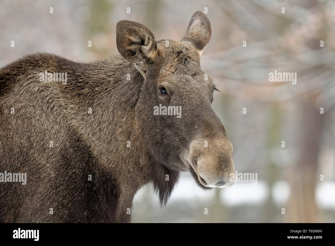 Elk tree hi-res stock photography and images - Alamy