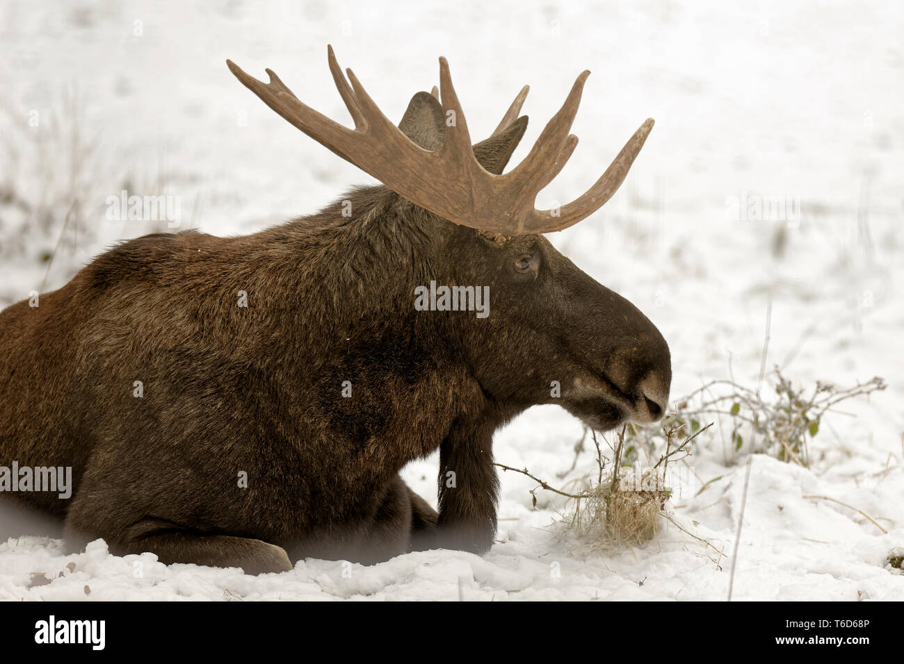 elk in winter Stock Photo - Alamy