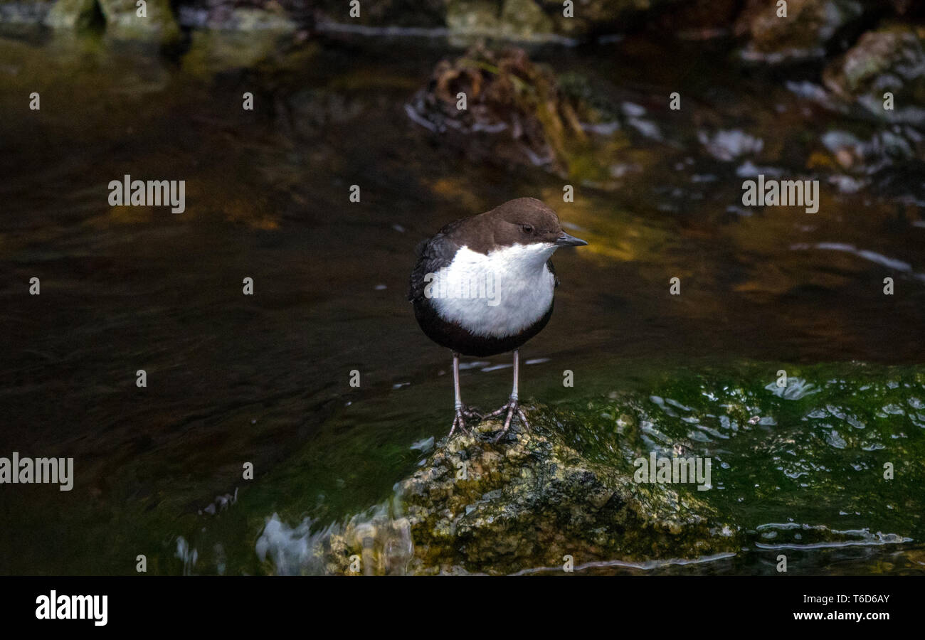 White throated dippers hi-res stock photography and images - Alamy