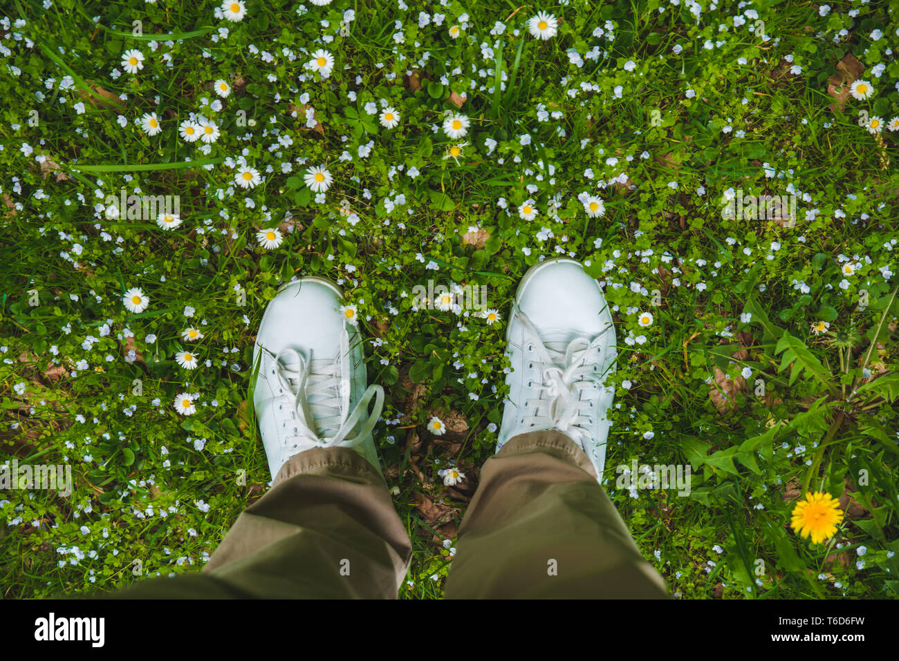 top view legs in white shoes on grass with white flowers. copy space ...