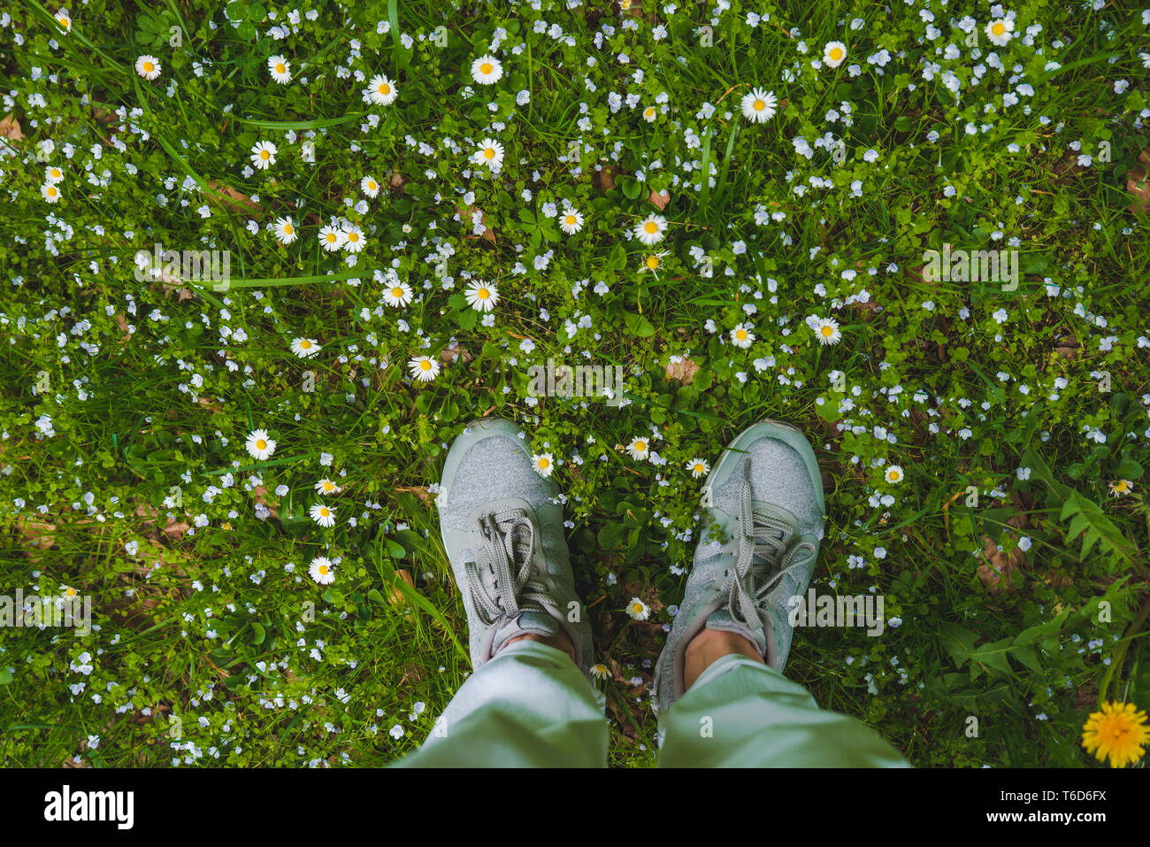 top view legs in grey shoes on grass with white flowers. copy space ...