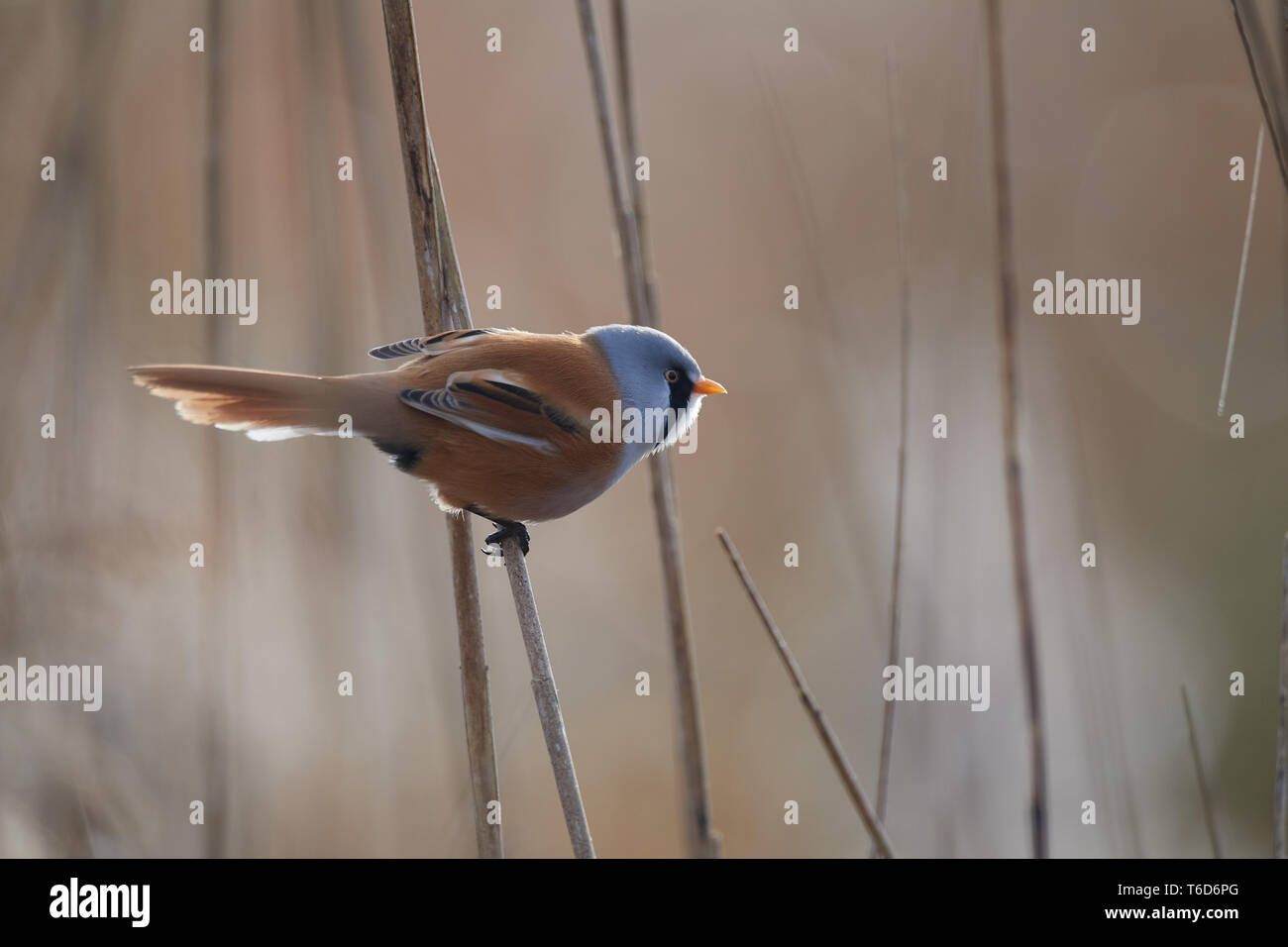 Bearded Reedling, Panurus biarmicus Stock Photo - Alamy