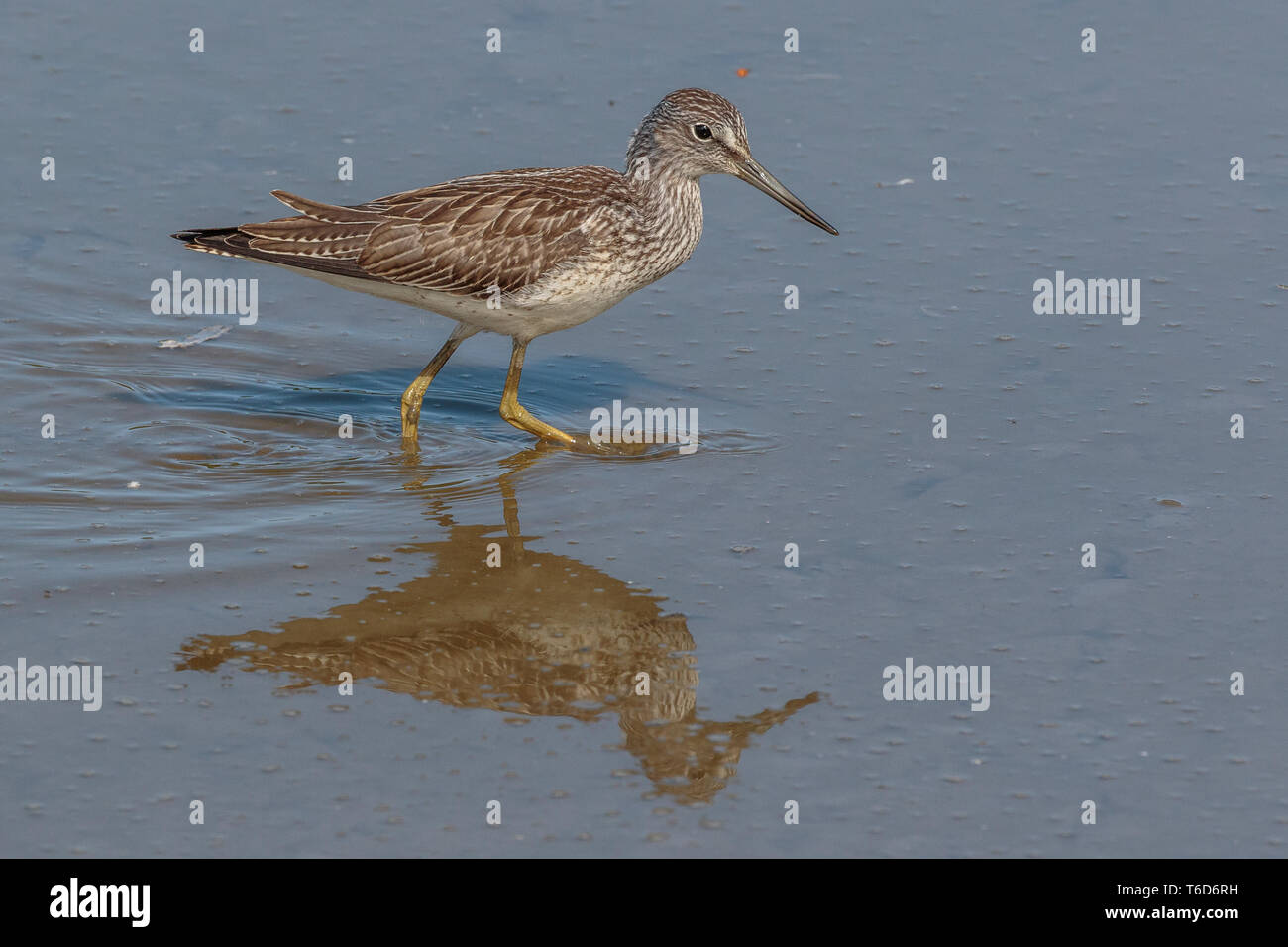 Greenshank wader Filey Dams Stock Photo - Alamy