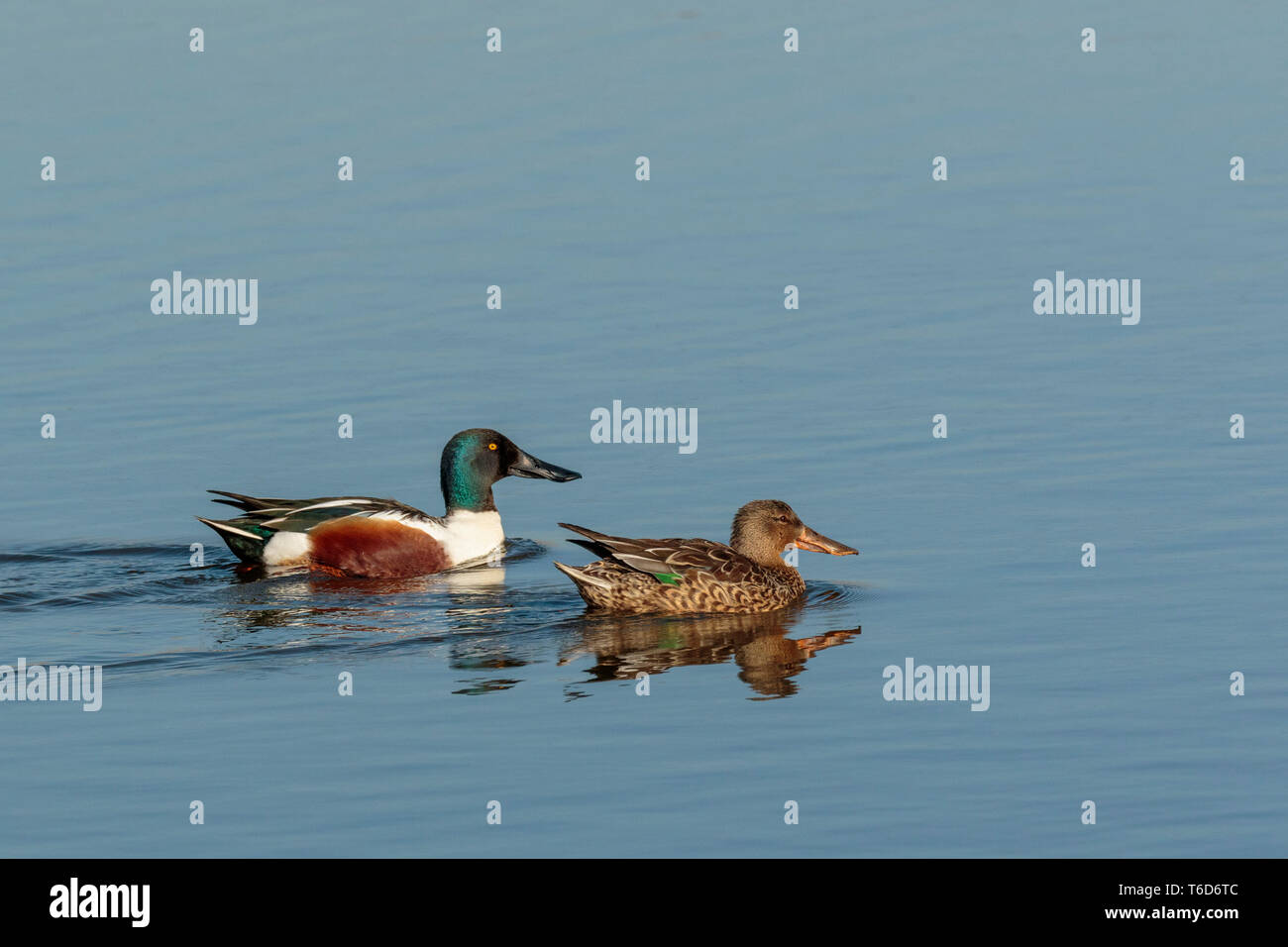 Shoveller duck hi-res stock photography and images - Alamy
