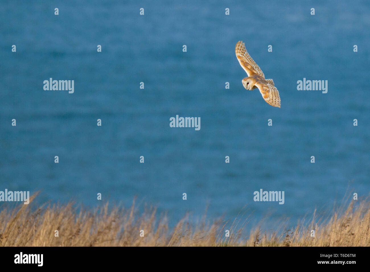Barn owl RSPB Bempton Cliffs Stock Photo - Alamy