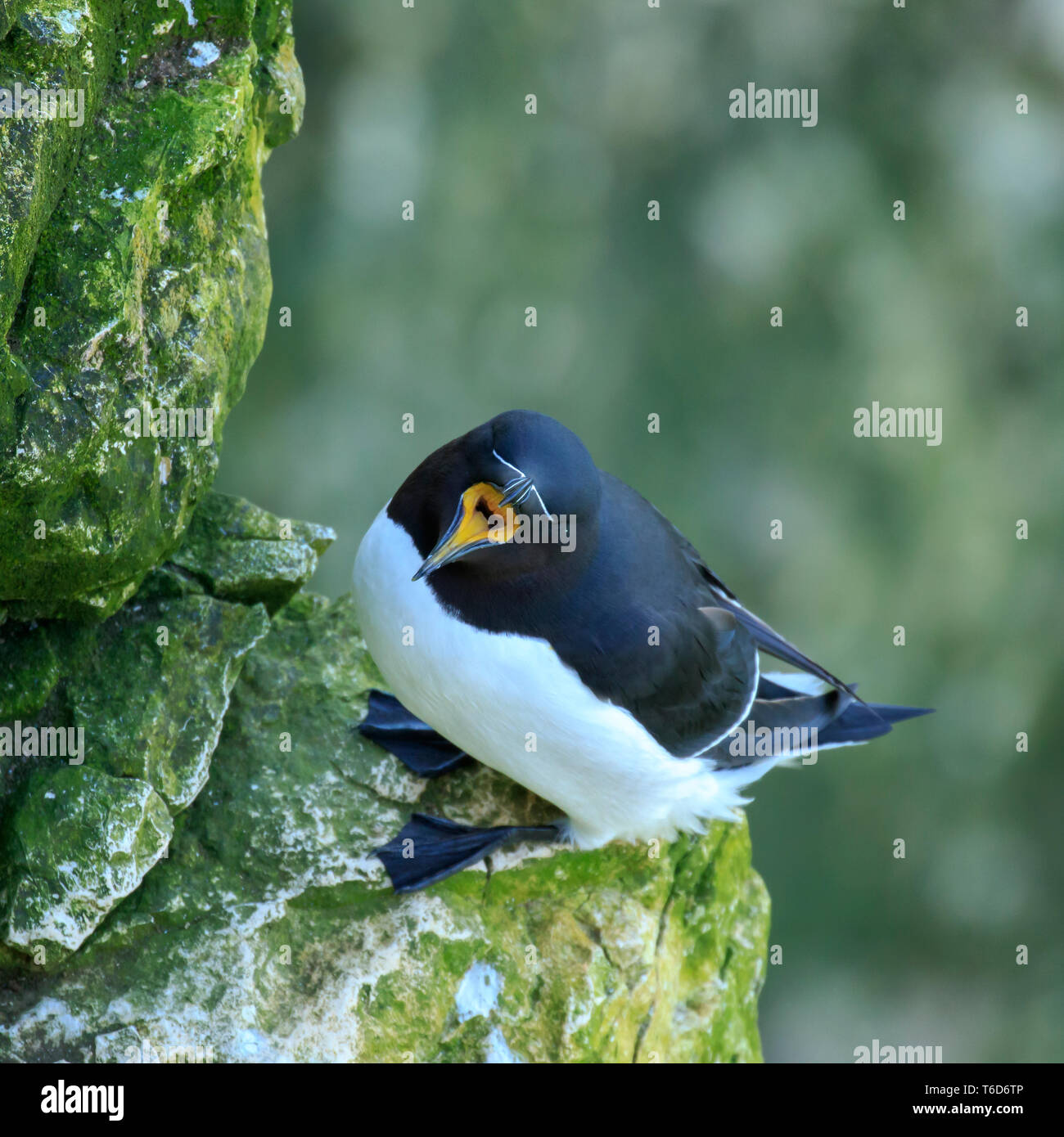 Razorbill RSPB Bempton Cliffs Stock Photo - Alamy