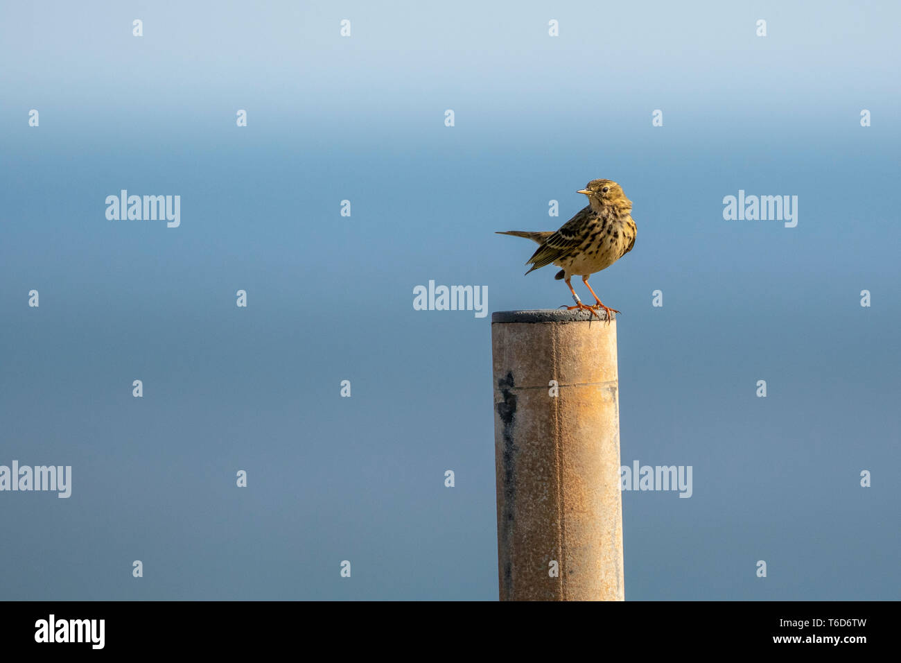 Meadow pipit flight hi-res stock photography and images - Alamy