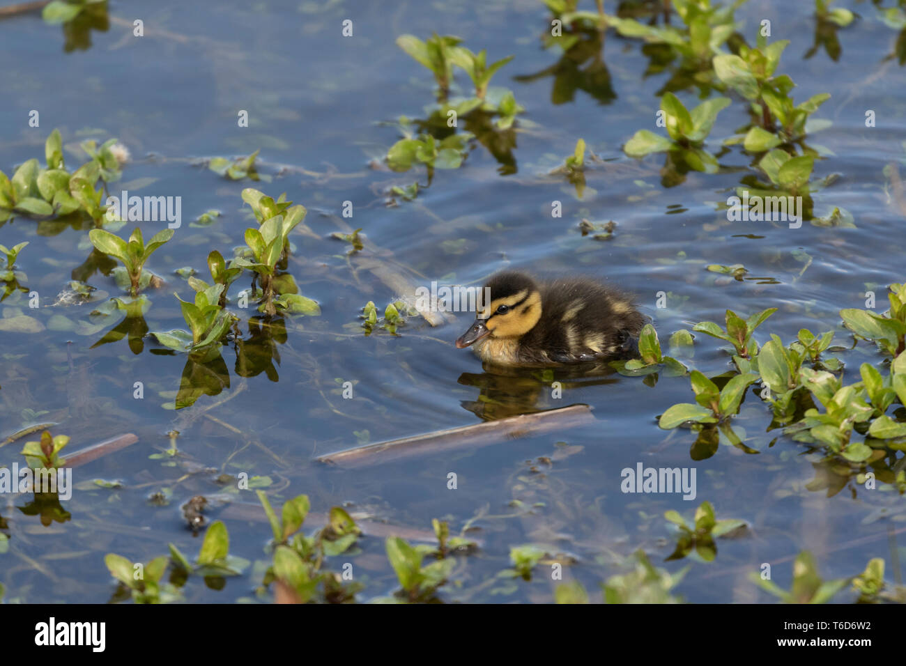 Dams hi-res stock photography and images - Alamy