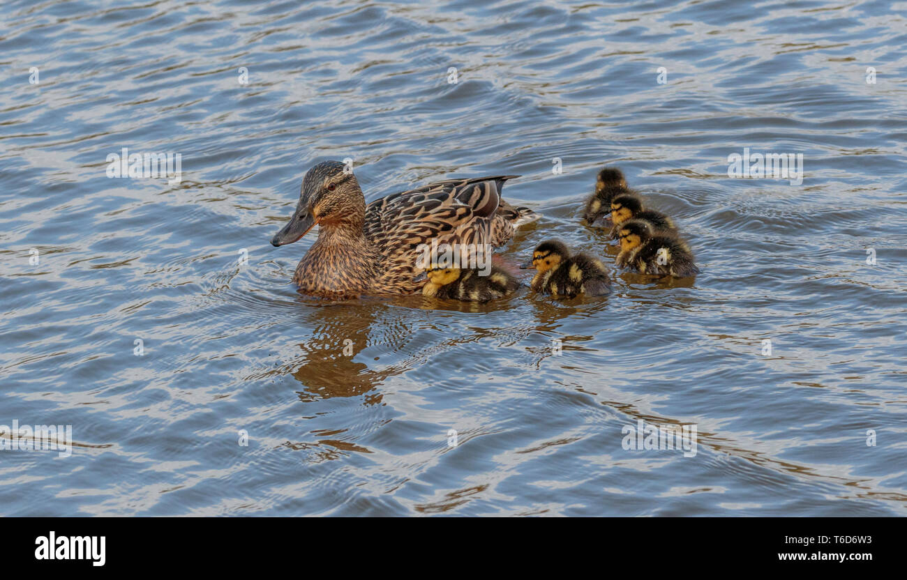 Mallard duckling Filey Dams Stock Photo - Alamy