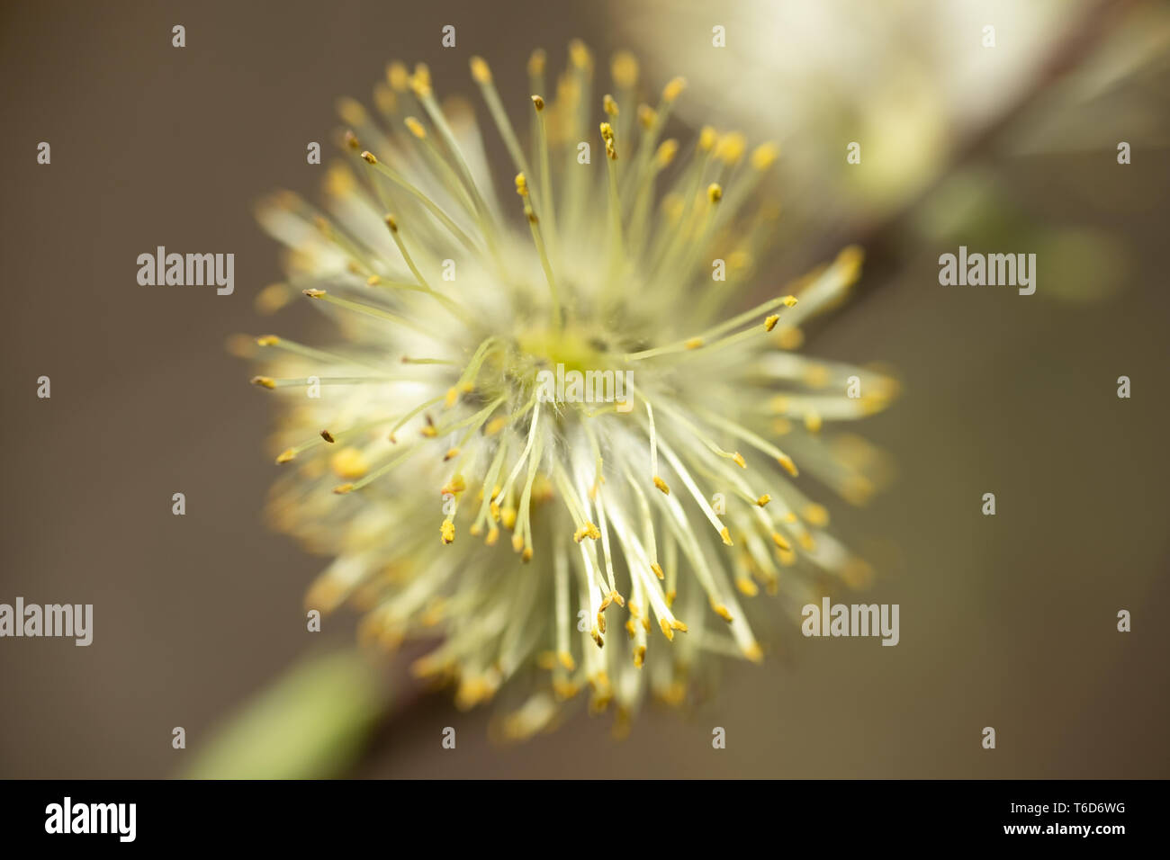 Willow - Salix caprea - buds blossoming in spring, Finland Stock Photo ...