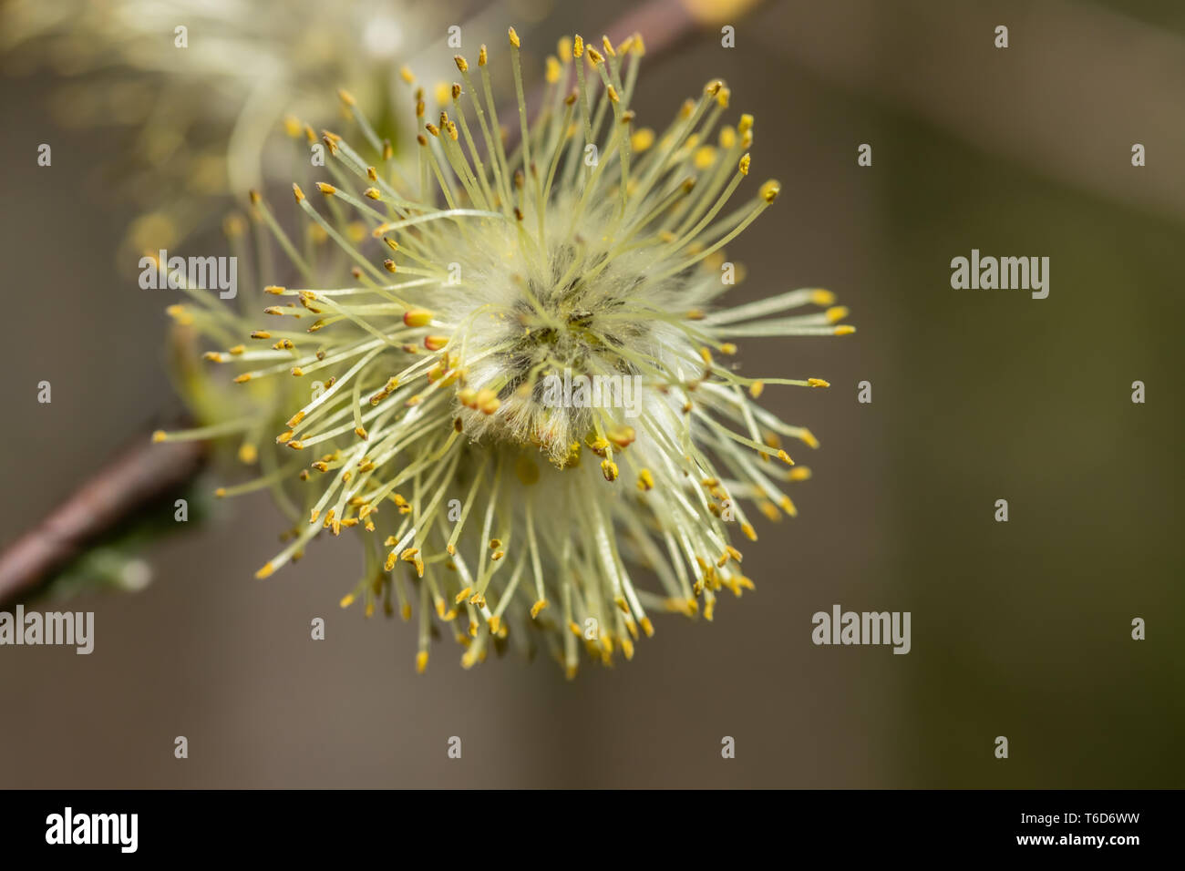 Willow - Salix caprea - buds blossoming in spring, Finland Stock Photo ...