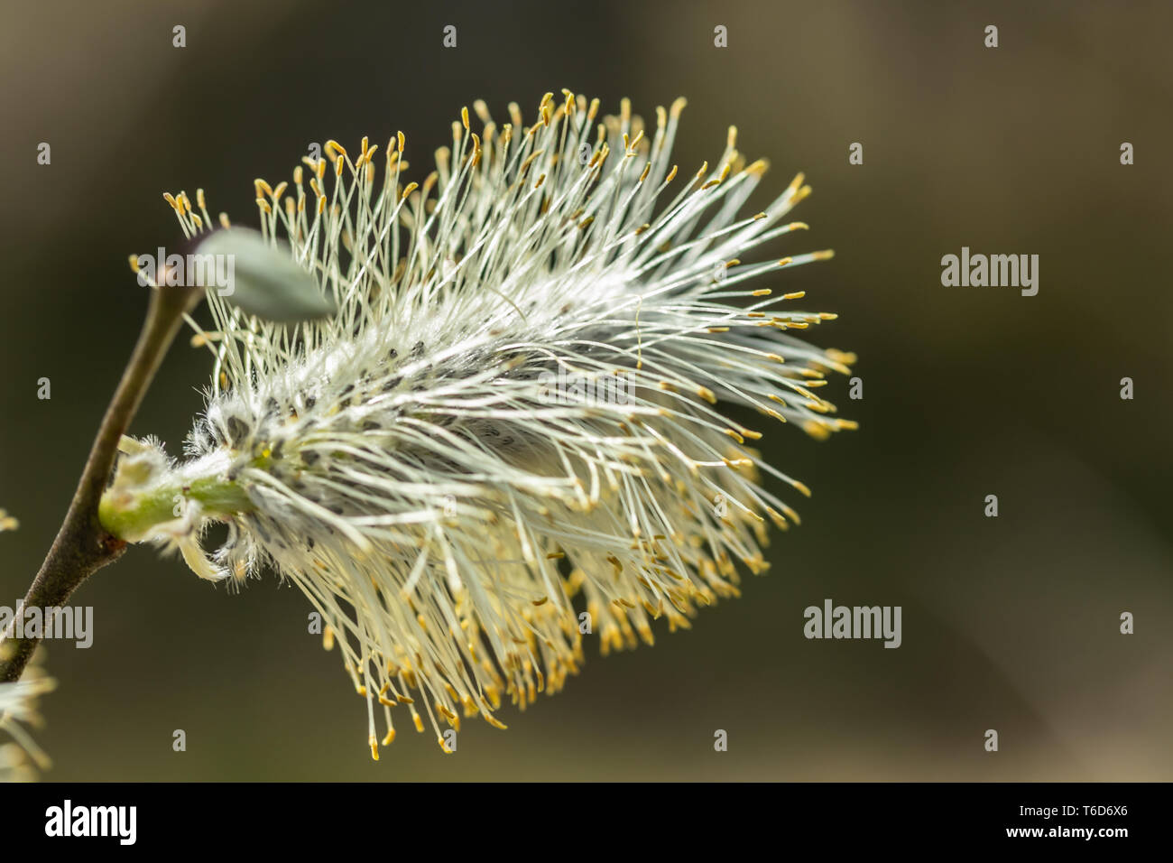Willow - Salix caprea - buds blossoming in spring, Finland Stock Photo ...