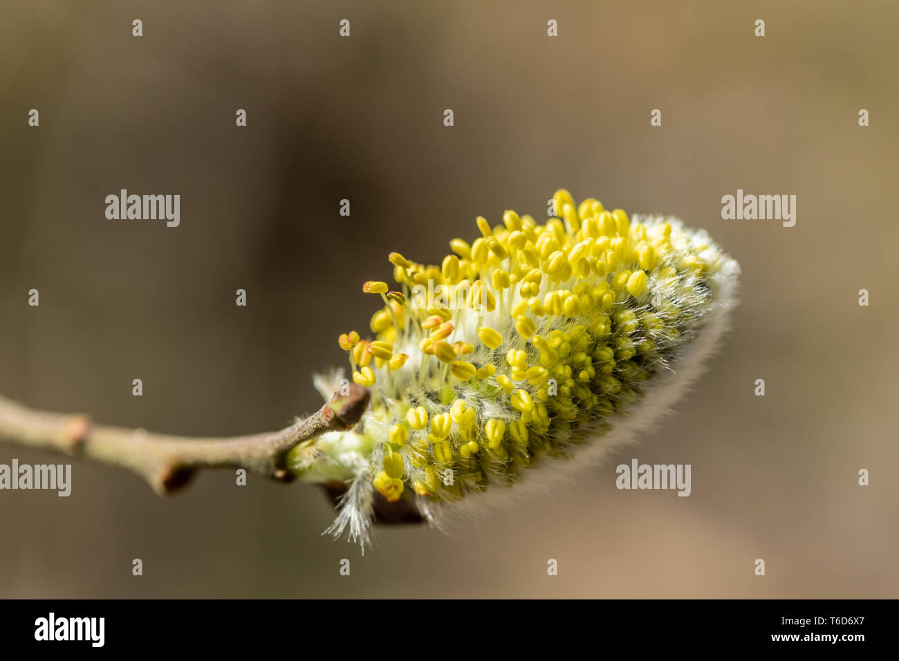 Willow - Salix caprea - buds blossoming in spring, Finland Stock Photo ...