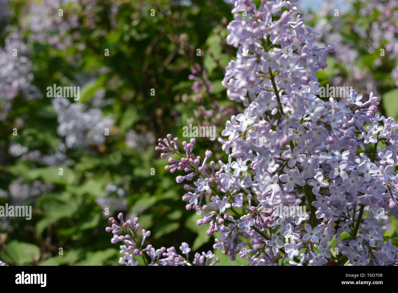 Beautiful and lush background of saturated lilac bushes. Bright lilac ...