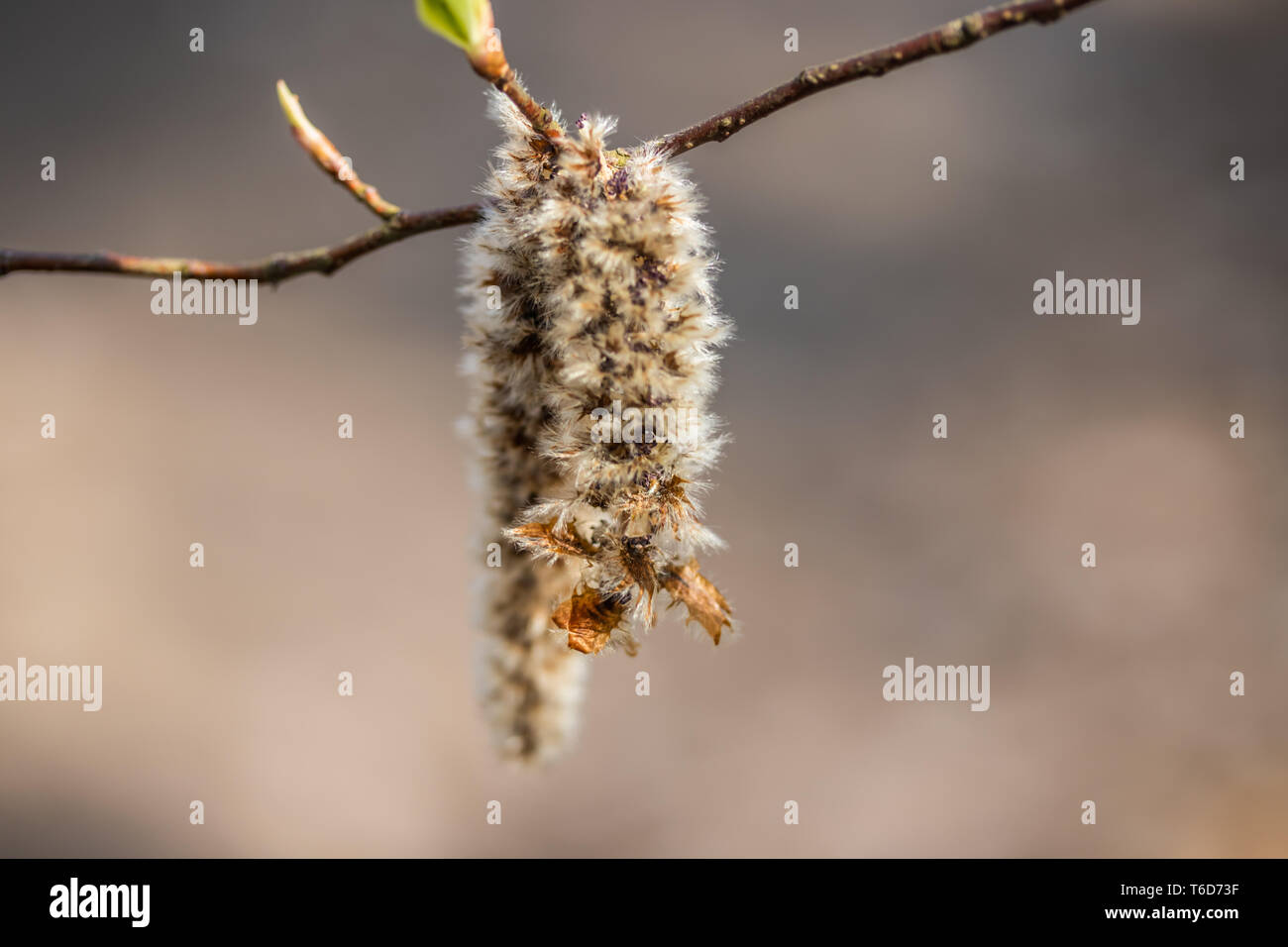 Twigs with fluffy catkins against blurry background in spring, Finland ...
