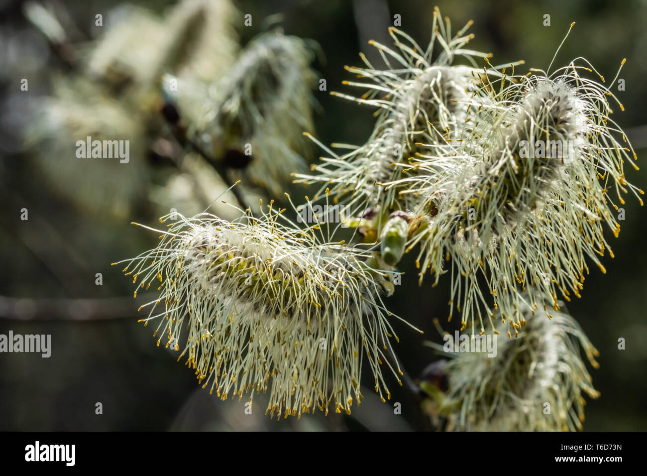 Willow - Salix caprea - buds blossoming in spring, Finland Stock Photo ...