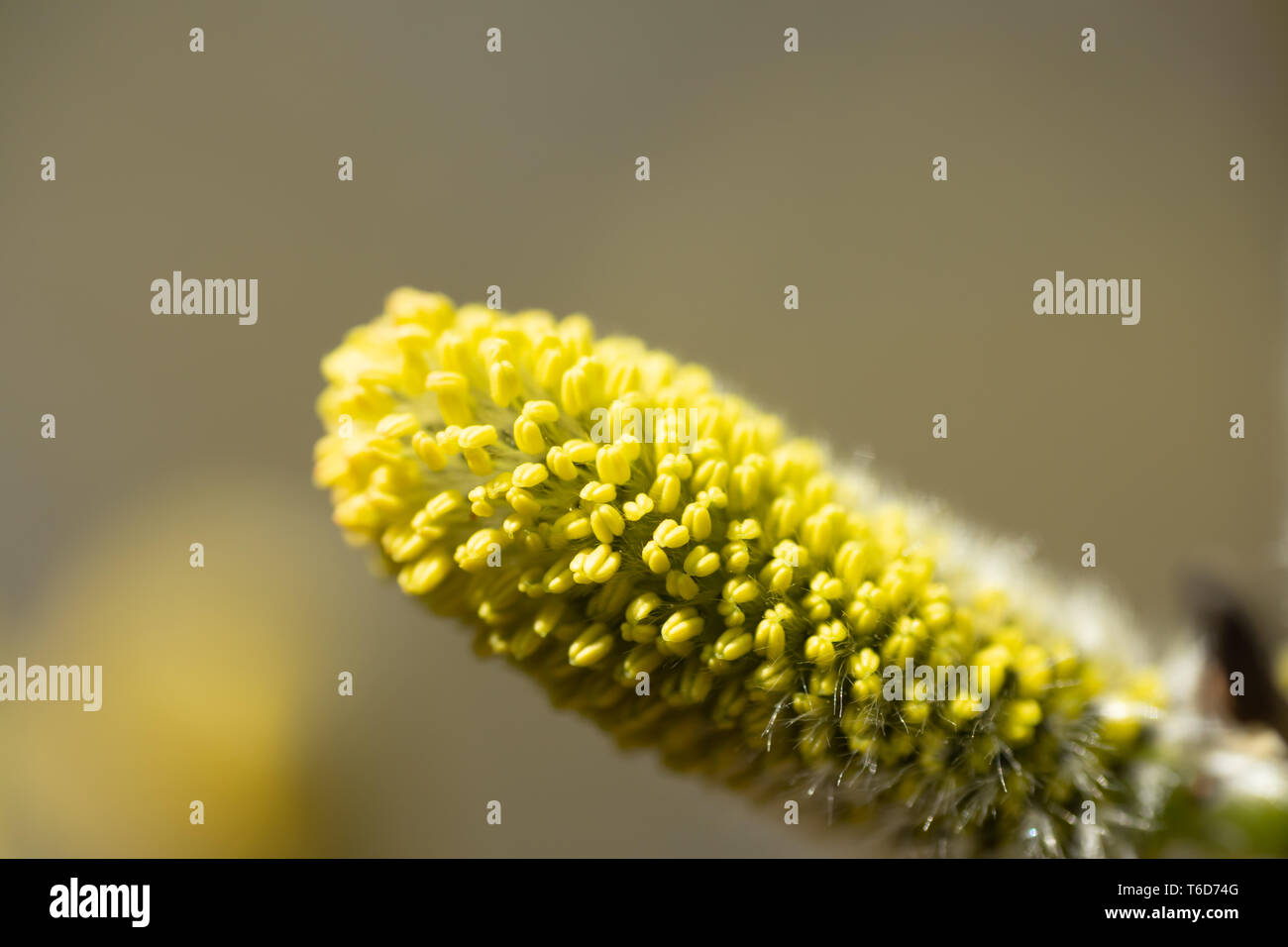 Willow - Salix caprea - buds blossoming in spring, Finland Stock Photo ...