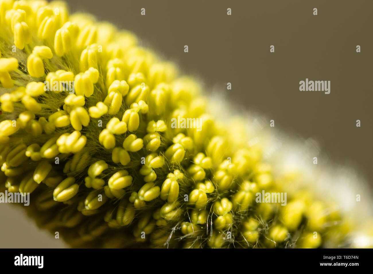 Willow - Salix caprea - buds blossoming in spring, Finland Stock Photo ...