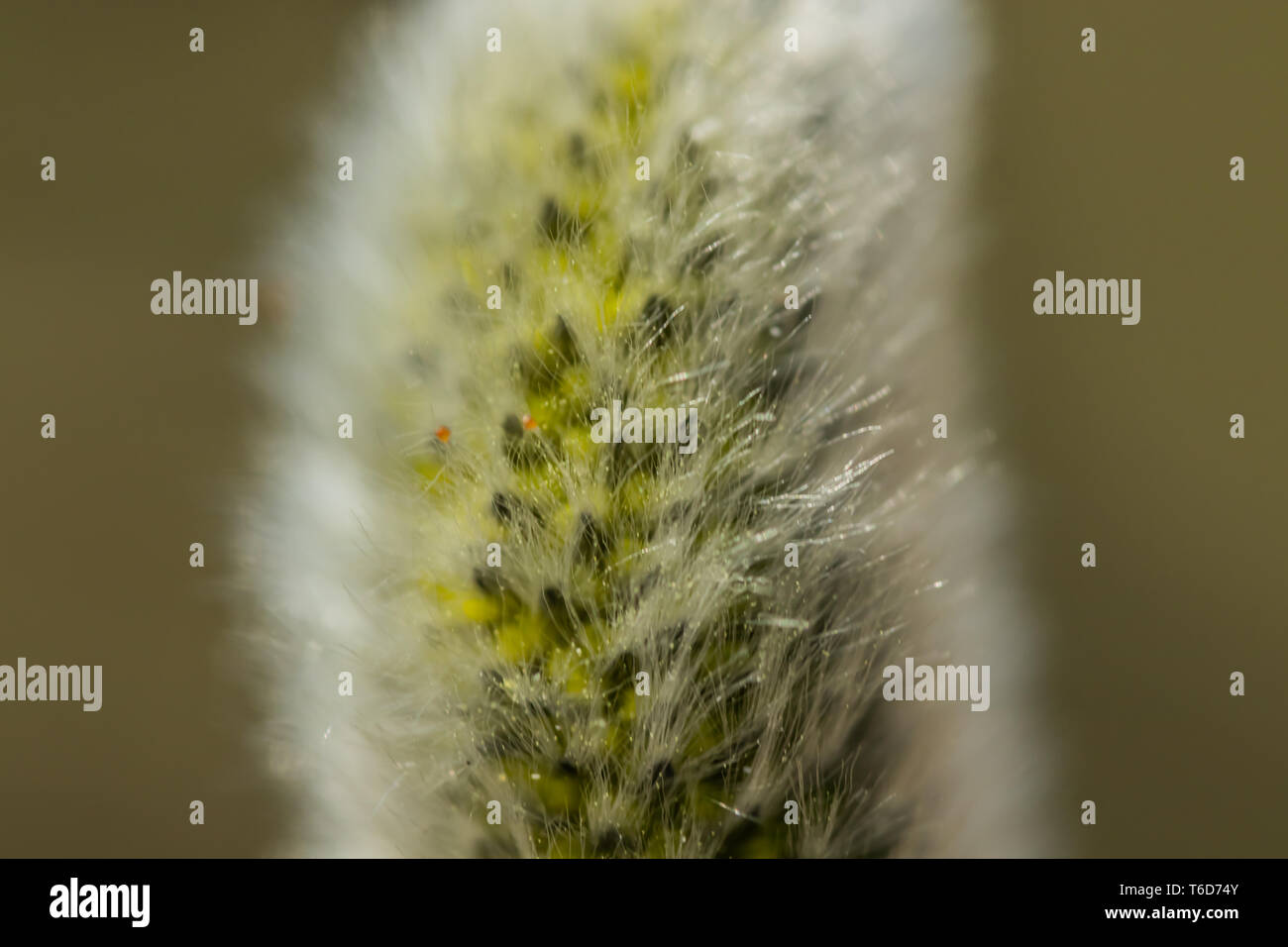 Willow - Salix caprea - buds blossoming in spring, Finland Stock Photo ...