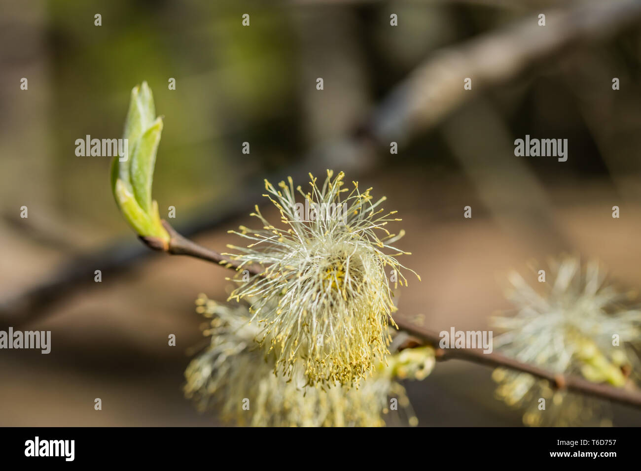 Willow - Salix caprea - buds blossoming in spring, Finland Stock Photo ...