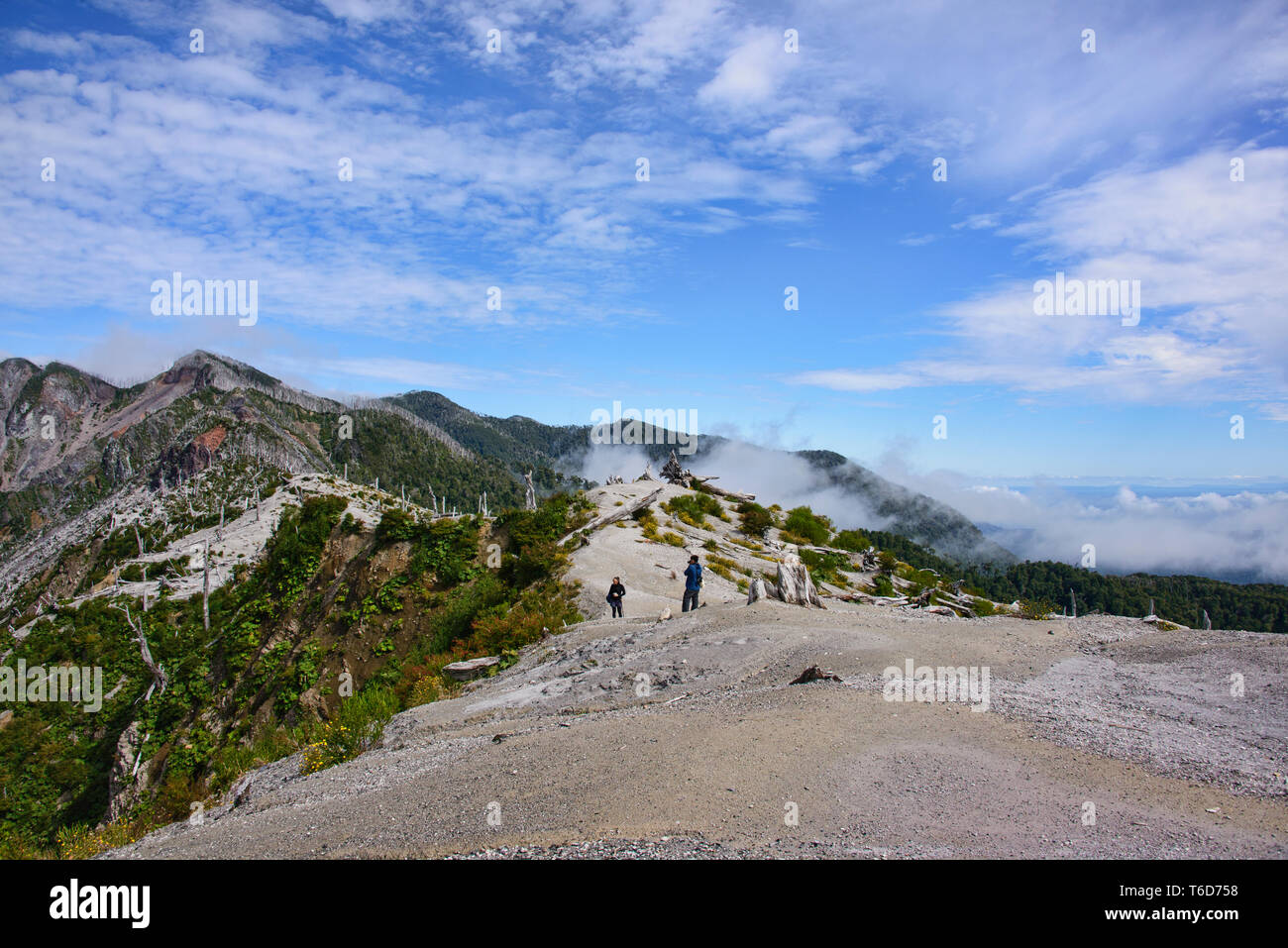 Trees destroyed by the Chaitén volcano eruption, Pumalin National Park ...
