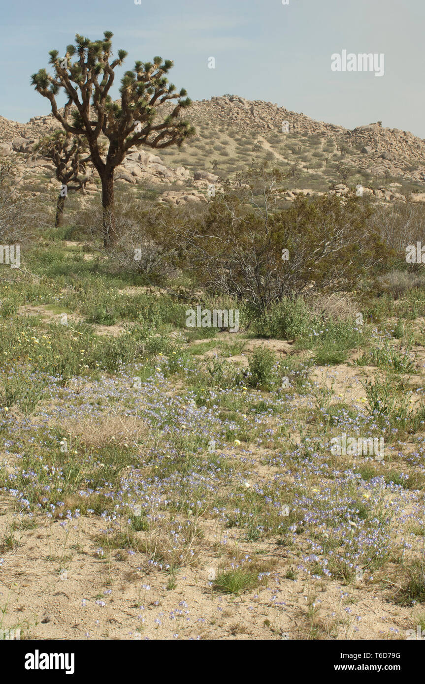 Joshua trees in the Mohave Desert ecosystem of Big Rock Creek Wildlife ...