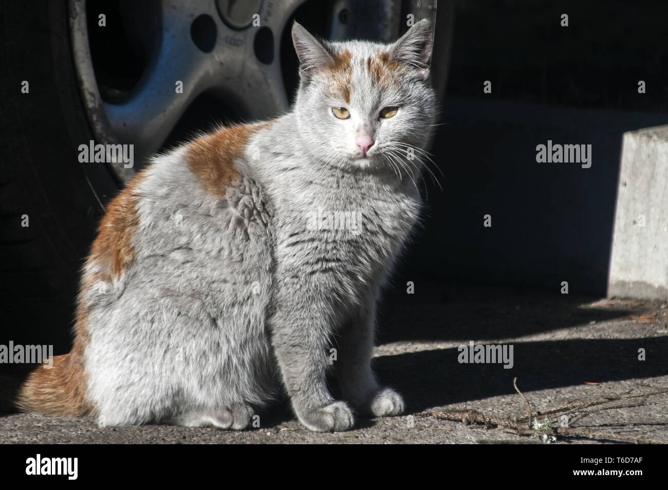 Dirty cat hi-res stock photography and images - Alamy