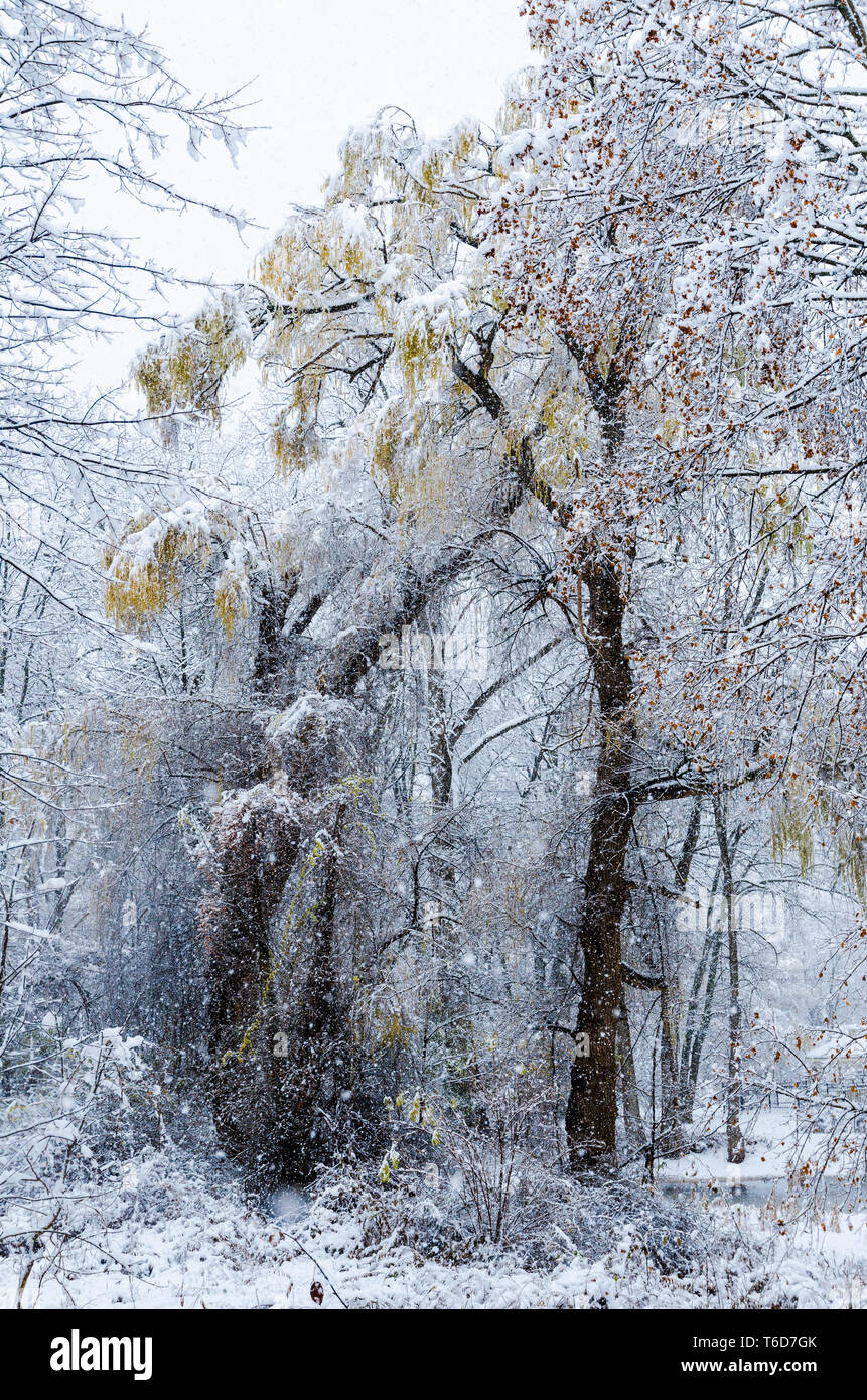 willow tree in snow Stock Photo - Alamy