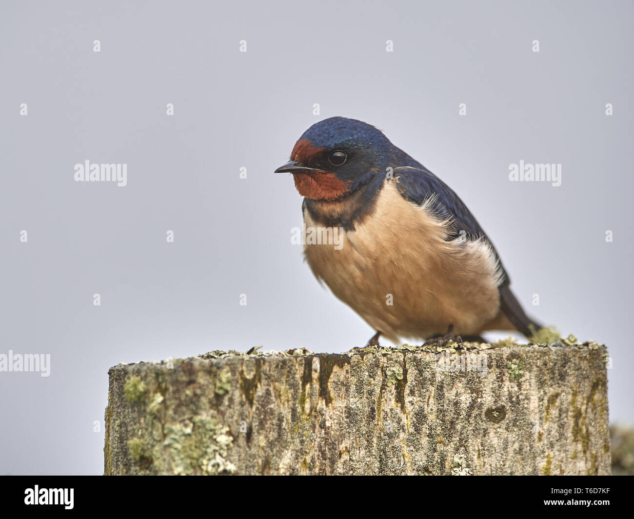 eurasian barn swallow, Hirundo rustica Stock Photo - Alamy