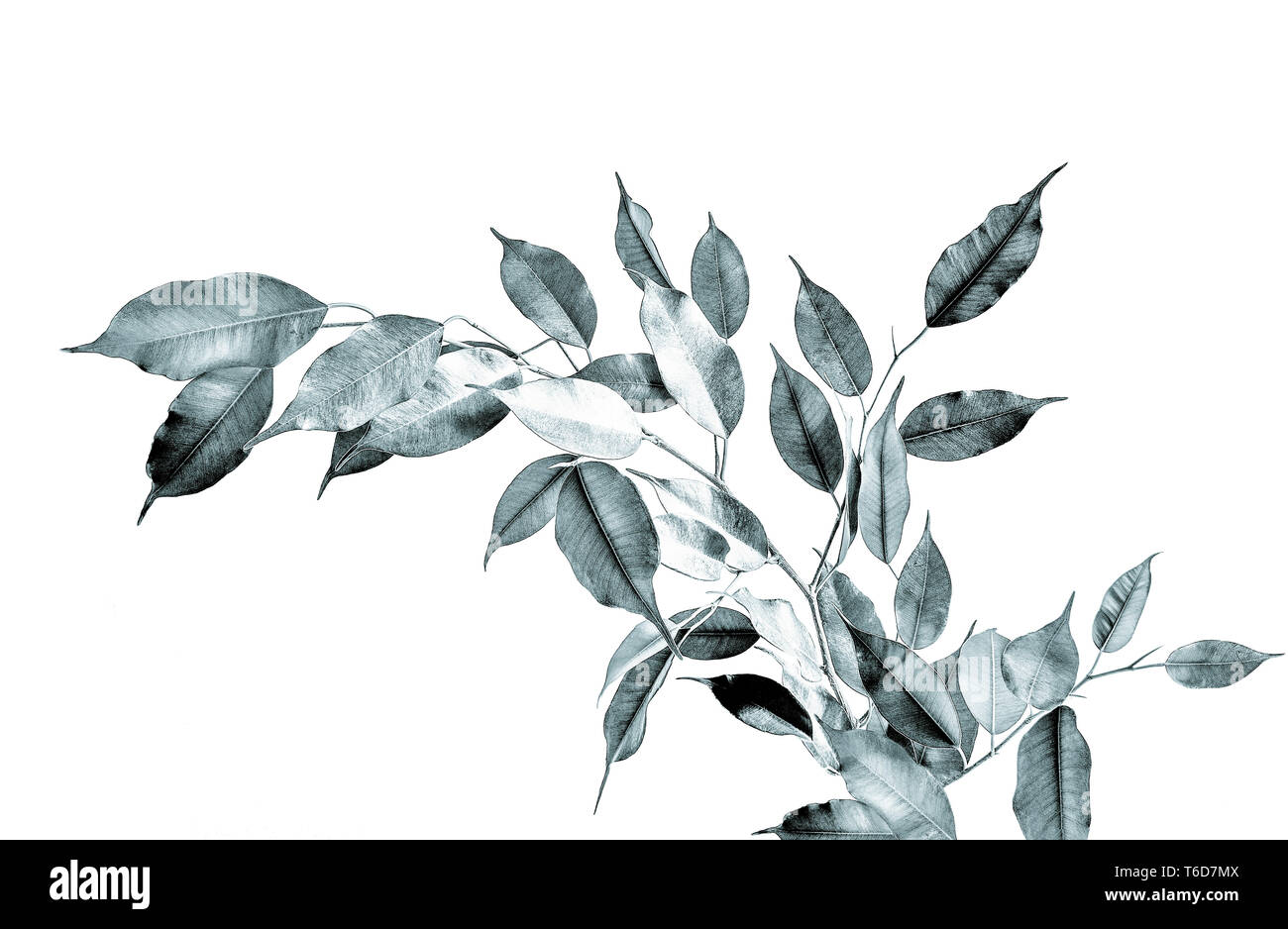 Stylized botanical art Cut Out Stock Images & Pictures - Alamy