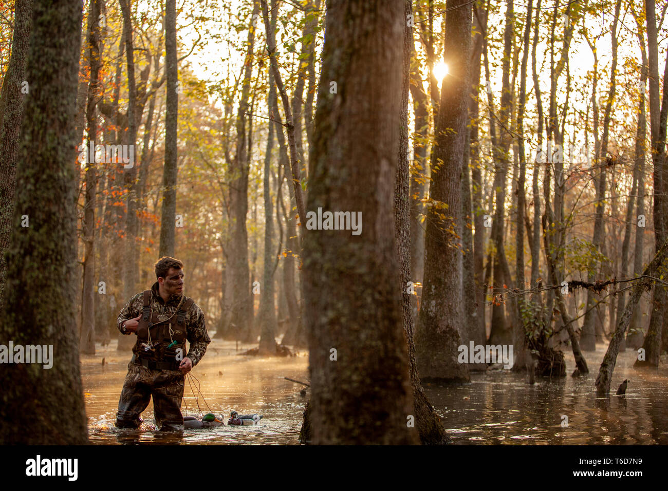 Duck hunting flooded timber hi-res stock photography and images - Alamy