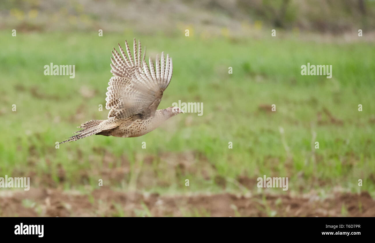 Female pheasant in flight on a grass land Stock Photo - Alamy
