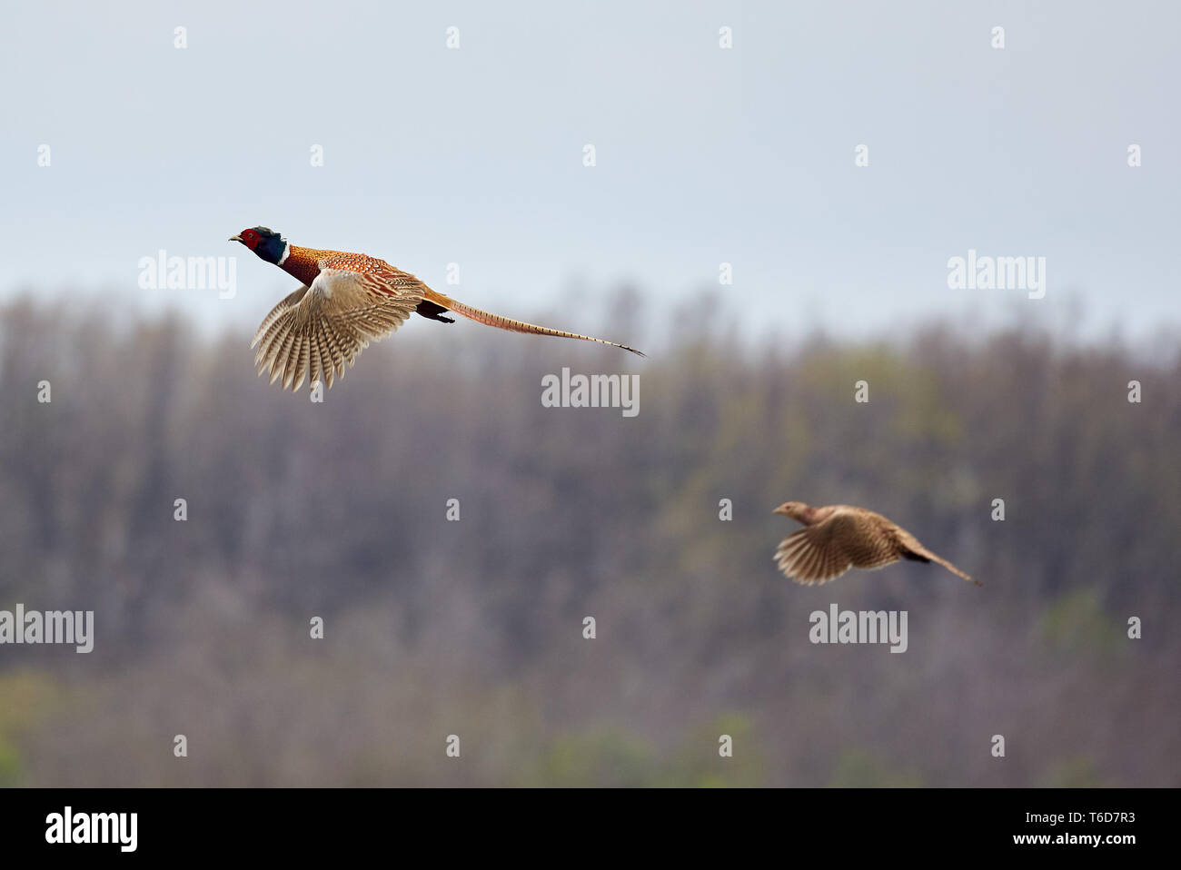 Couple of pheasants male and female in flight Stock Photo - Alamy