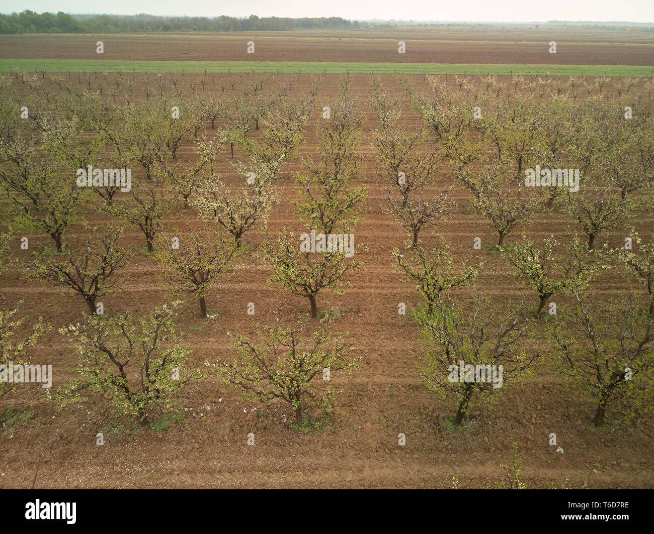 Overview blooming orchard hi-res stock photography and images - Alamy