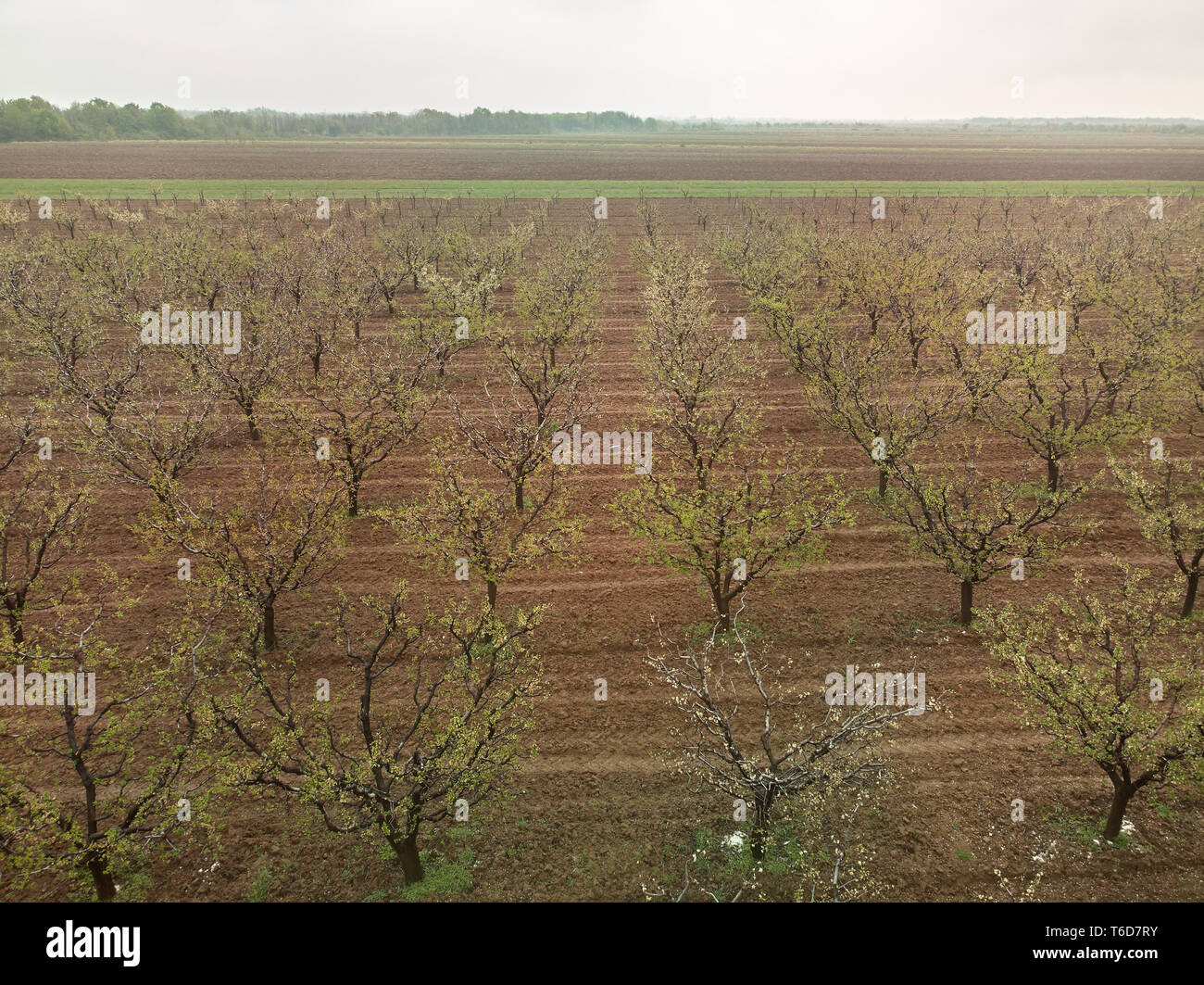 Overview blooming orchard hi-res stock photography and images - Alamy