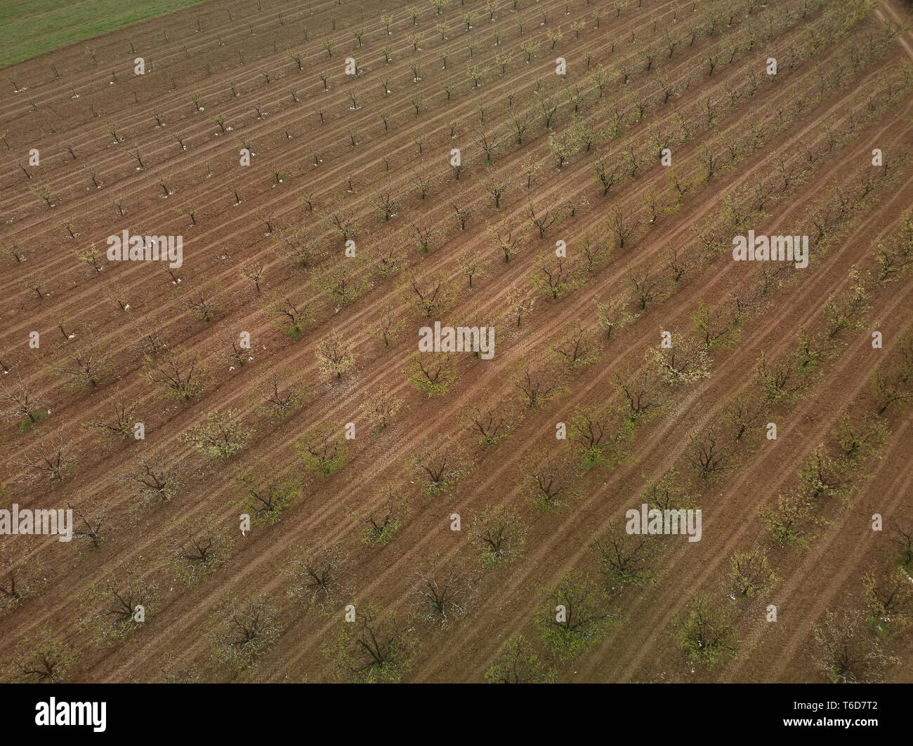 Overview blooming orchard hi-res stock photography and images - Alamy